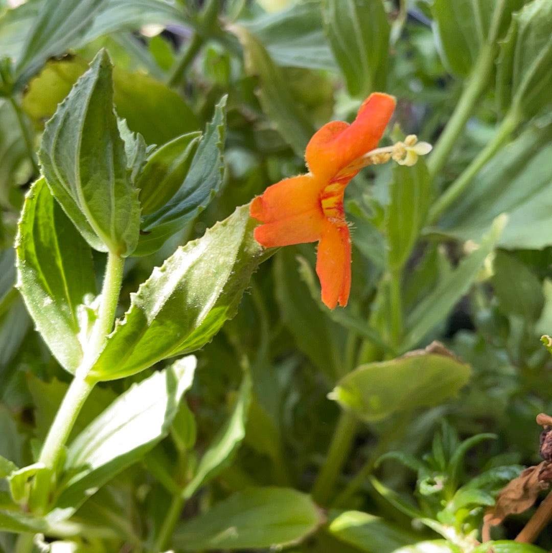 Scarlet Monkey Flower