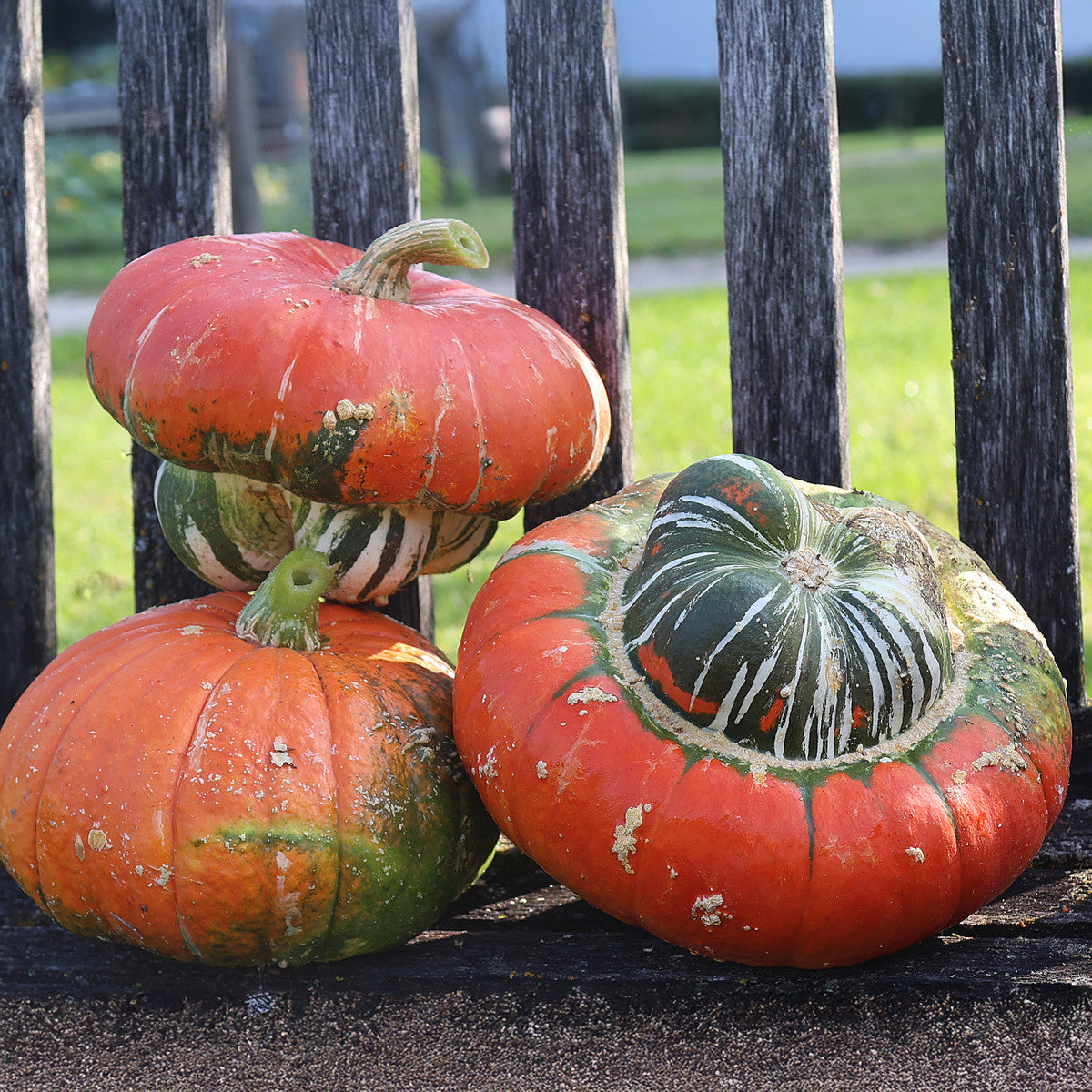 Organic Turks Turban Squash Seeds – Plant Material