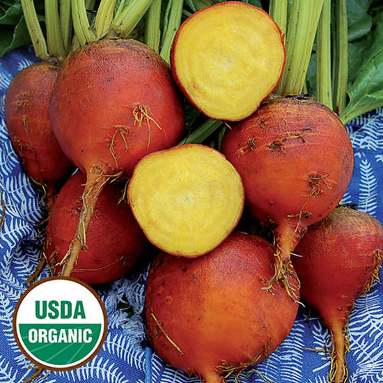 Organic Burpee's Golden Beet - Beta vulgaris Seeds – Plant Material