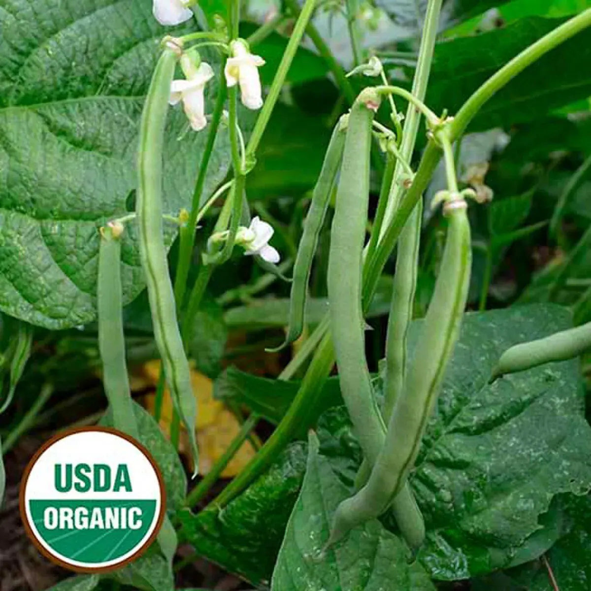 Organic Empress Bean Seeds – Plant Material