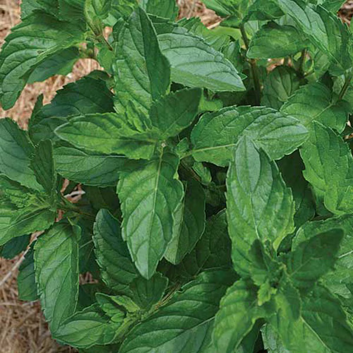 Spearmint, Mentha spicata Seeds – Plant Material