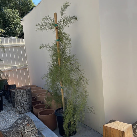 Acacia cognata, River Wattle – Plant Material