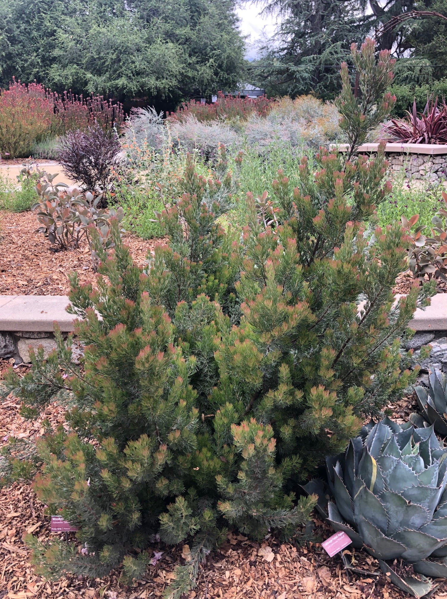 Adenanthos 'Silver Haze' , Silver Haze Woolly bush – Plant Material
