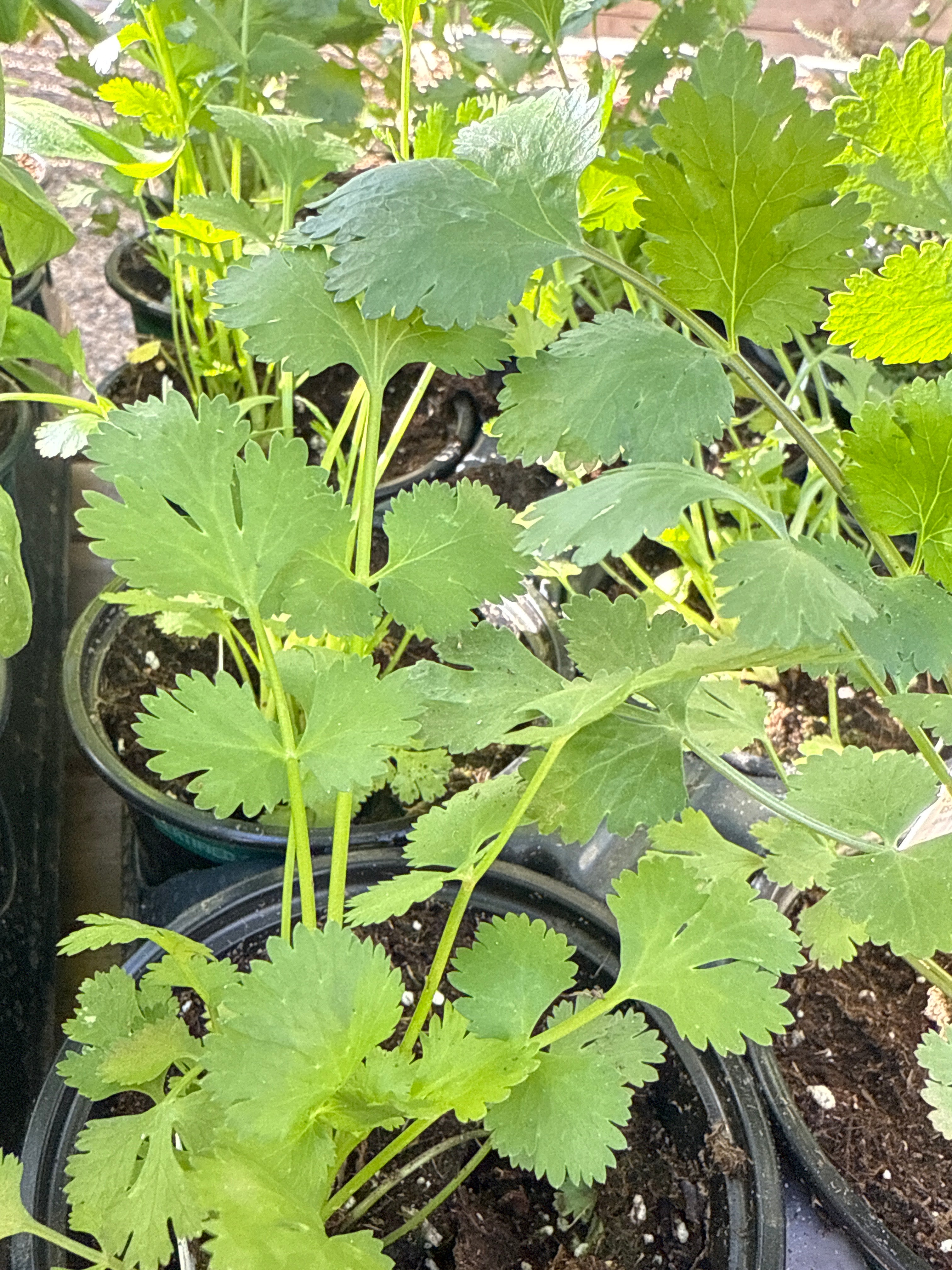 Organic Cilantro - Please call shop for availability – Plant Material