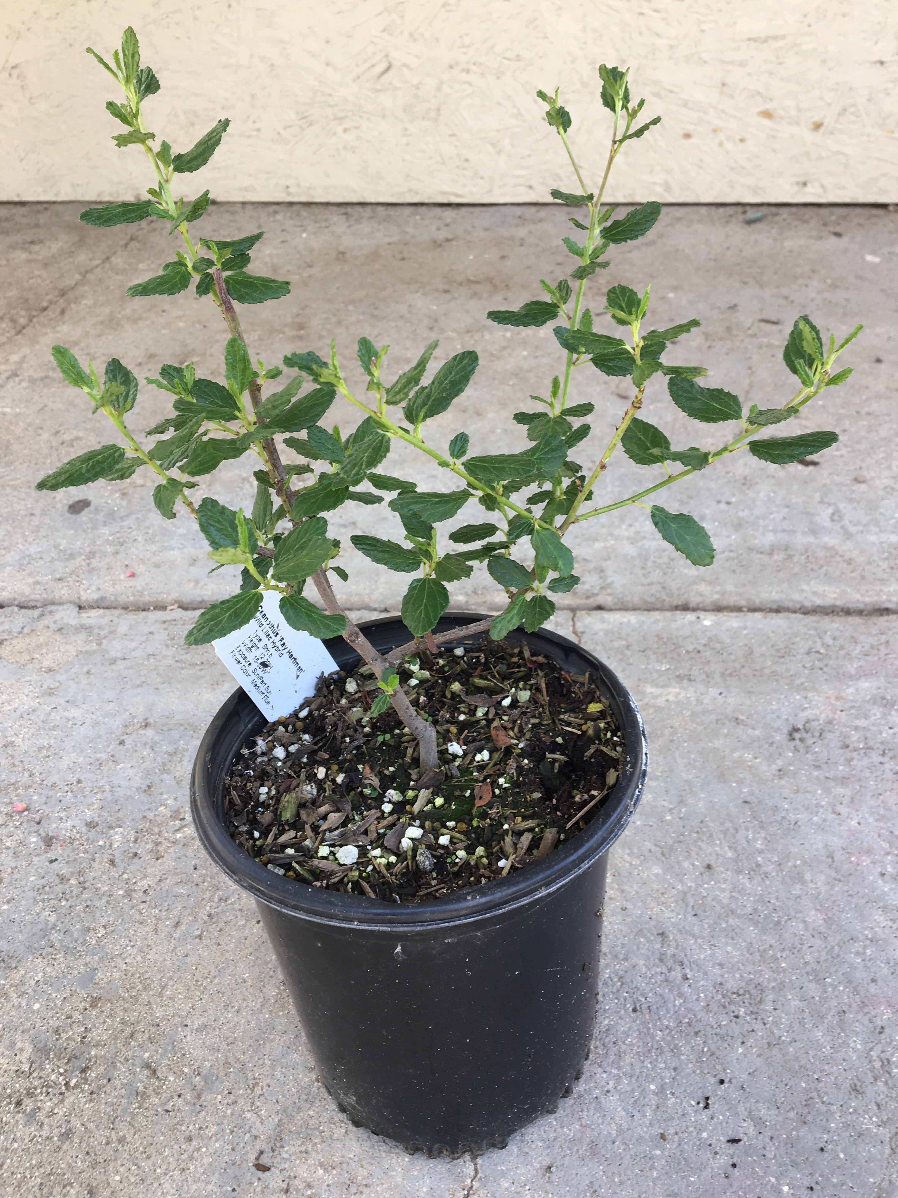 Ceanothus 'Ray Hartman' – Plant Material
