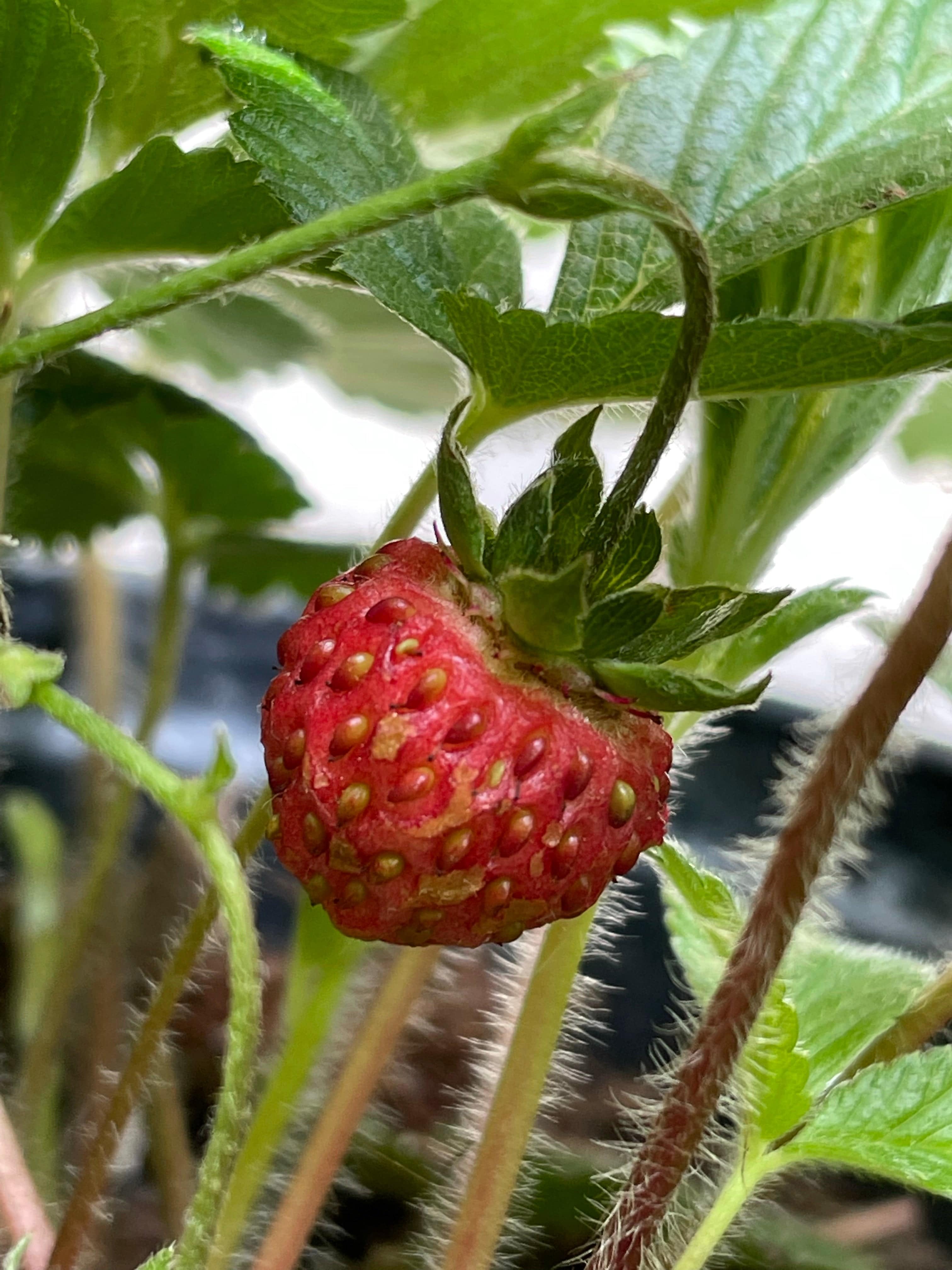 Fragaria vesca, Woodland strawberry – Plant Material