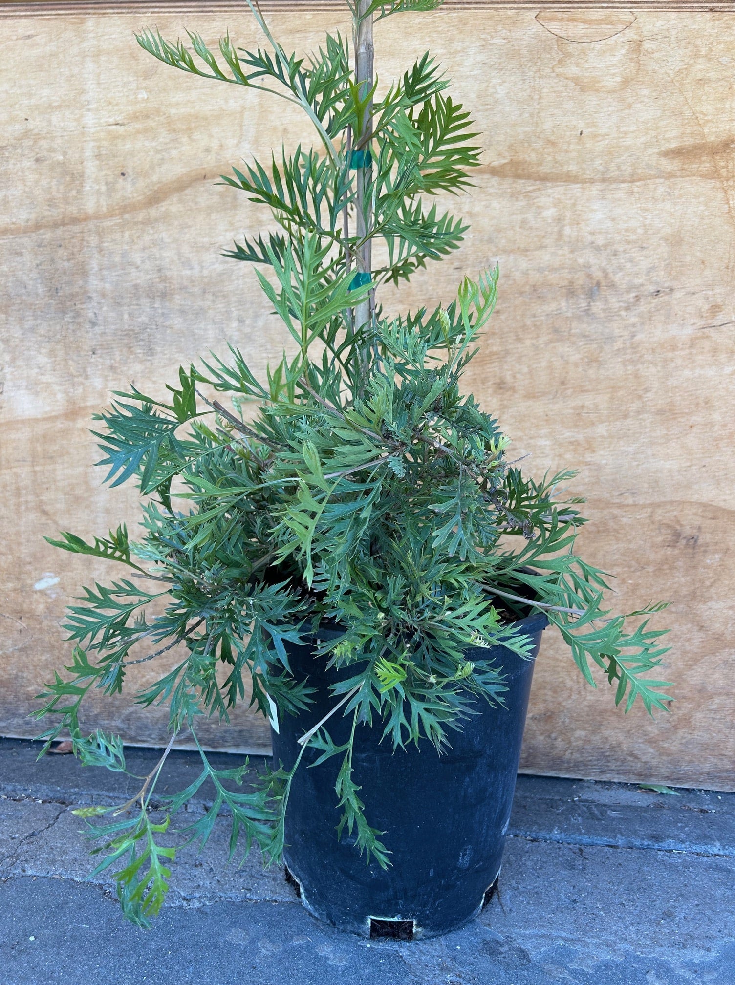 Grevillea Robyn Gordon – Plant Material