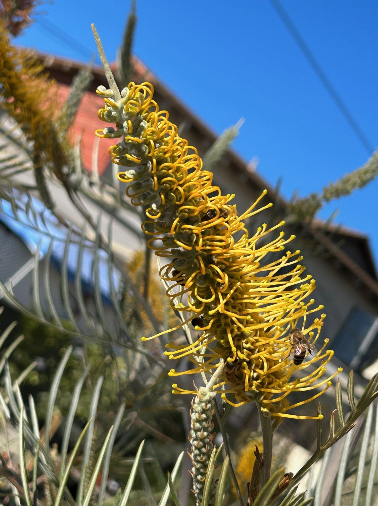 Grevillea Sandra Gordon – Plant Material