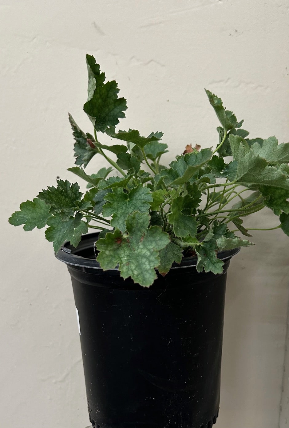 Heuchera 'Lillian's Pink' – Plant Material