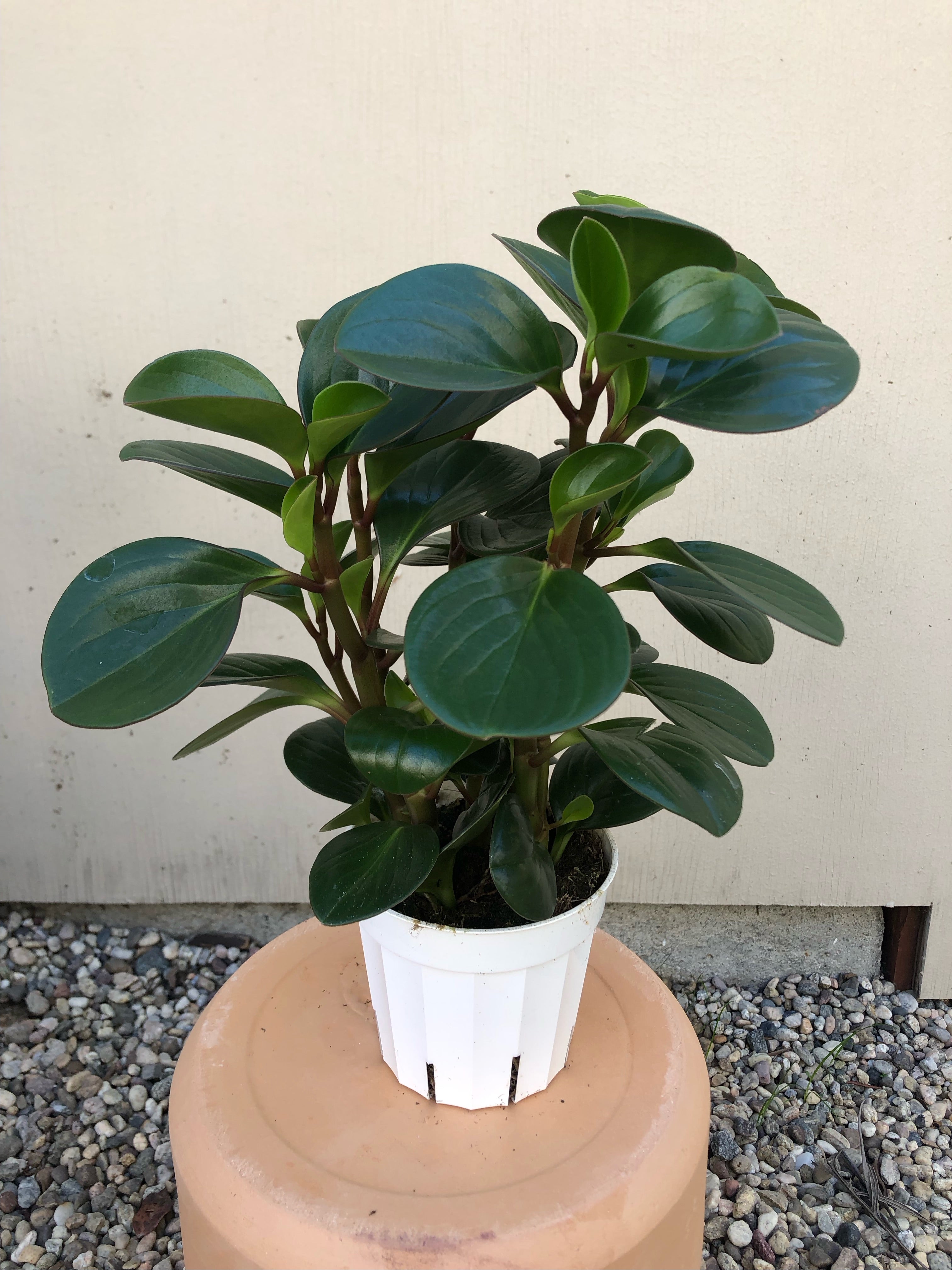 Peperomia Optipan Green – Plant Material