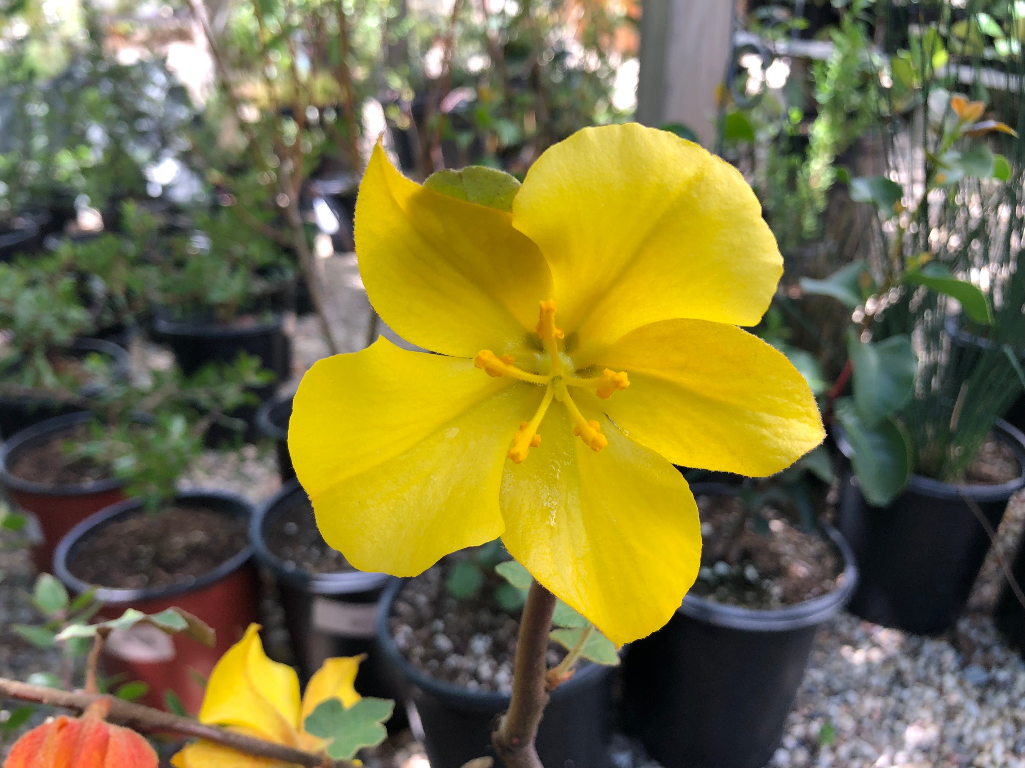 Fremontodendron 'Pacific Sunset' (flannel bush) – Plant Material