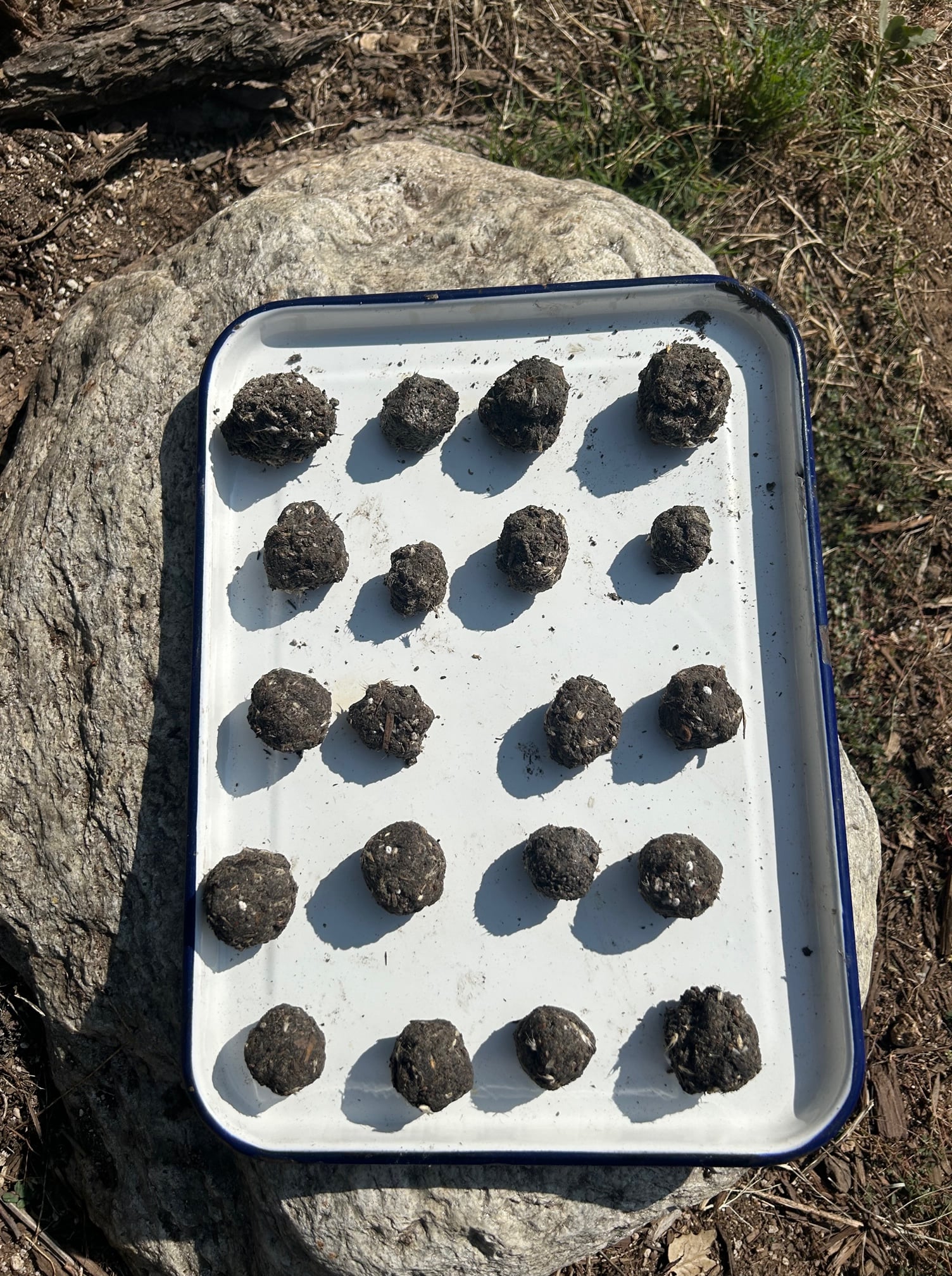 California Native Wildflower Pollinator Seed Bomb Kit – Plant Material