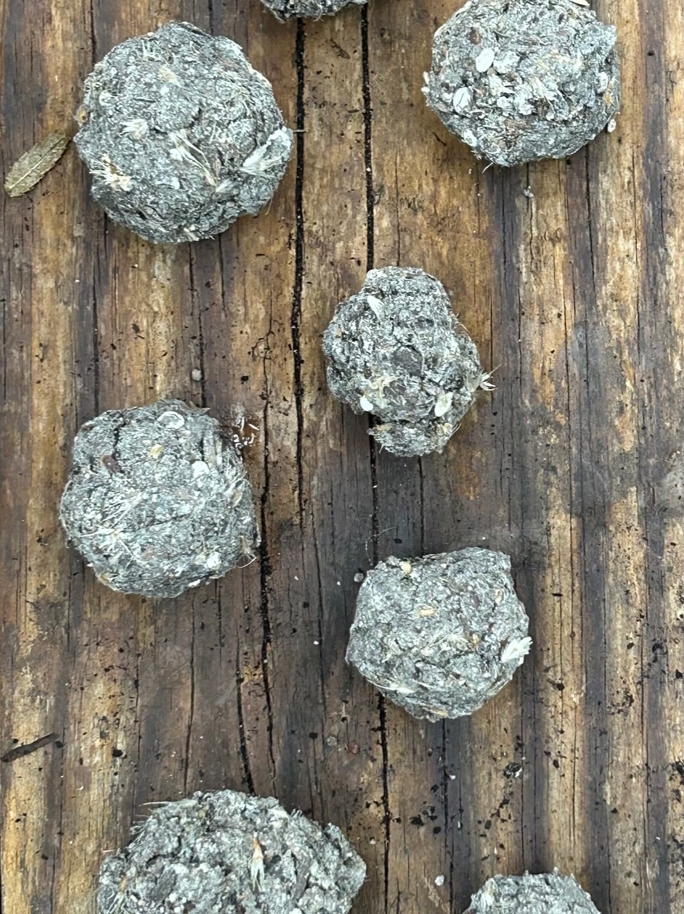 California Native Wildflower Pollinator Seed Bomb Kit – Plant Material