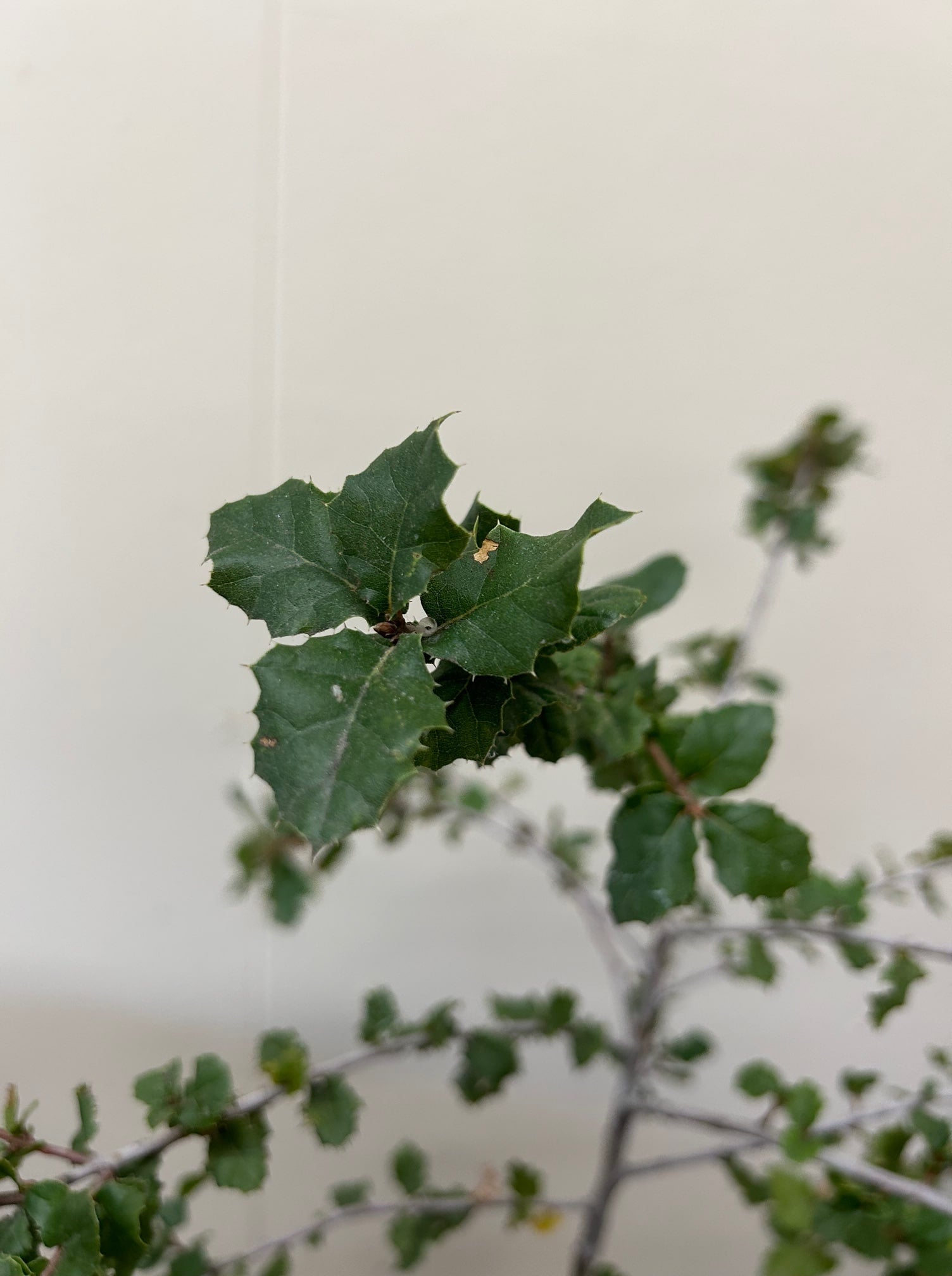 Quercus wislizenii, Interior Live Oak – Plant Material