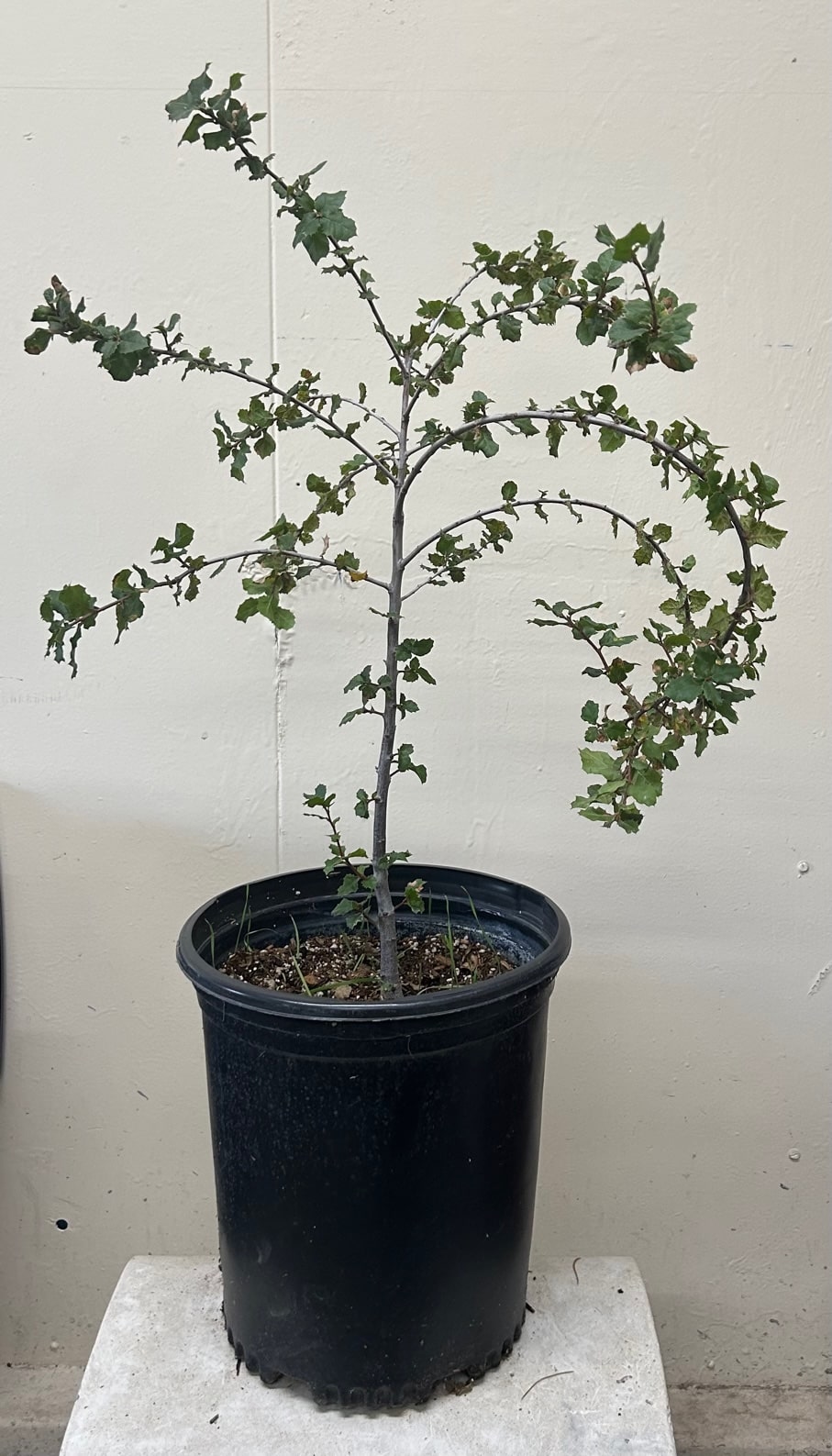 Quercus wislizenii, Interior Live Oak – Plant Material