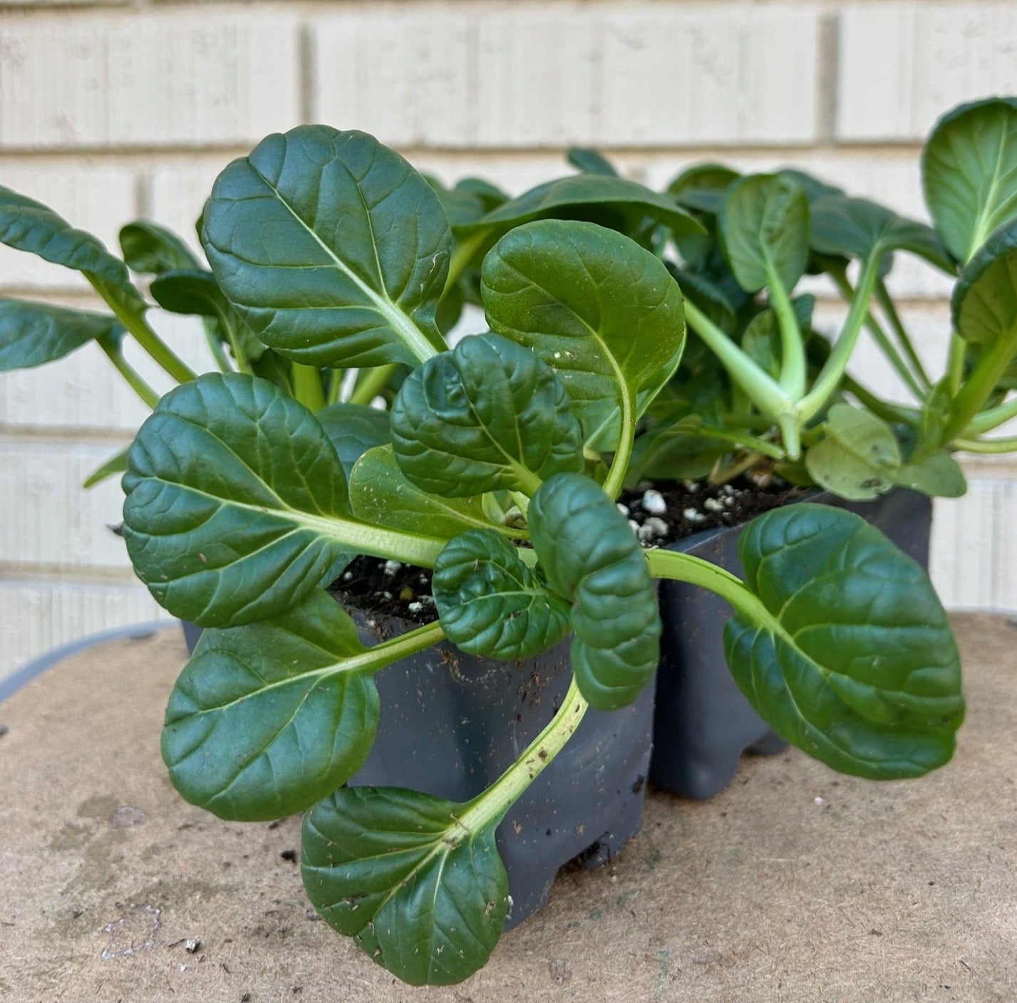 Organic Tat Soi 6 Pack – Plant Material