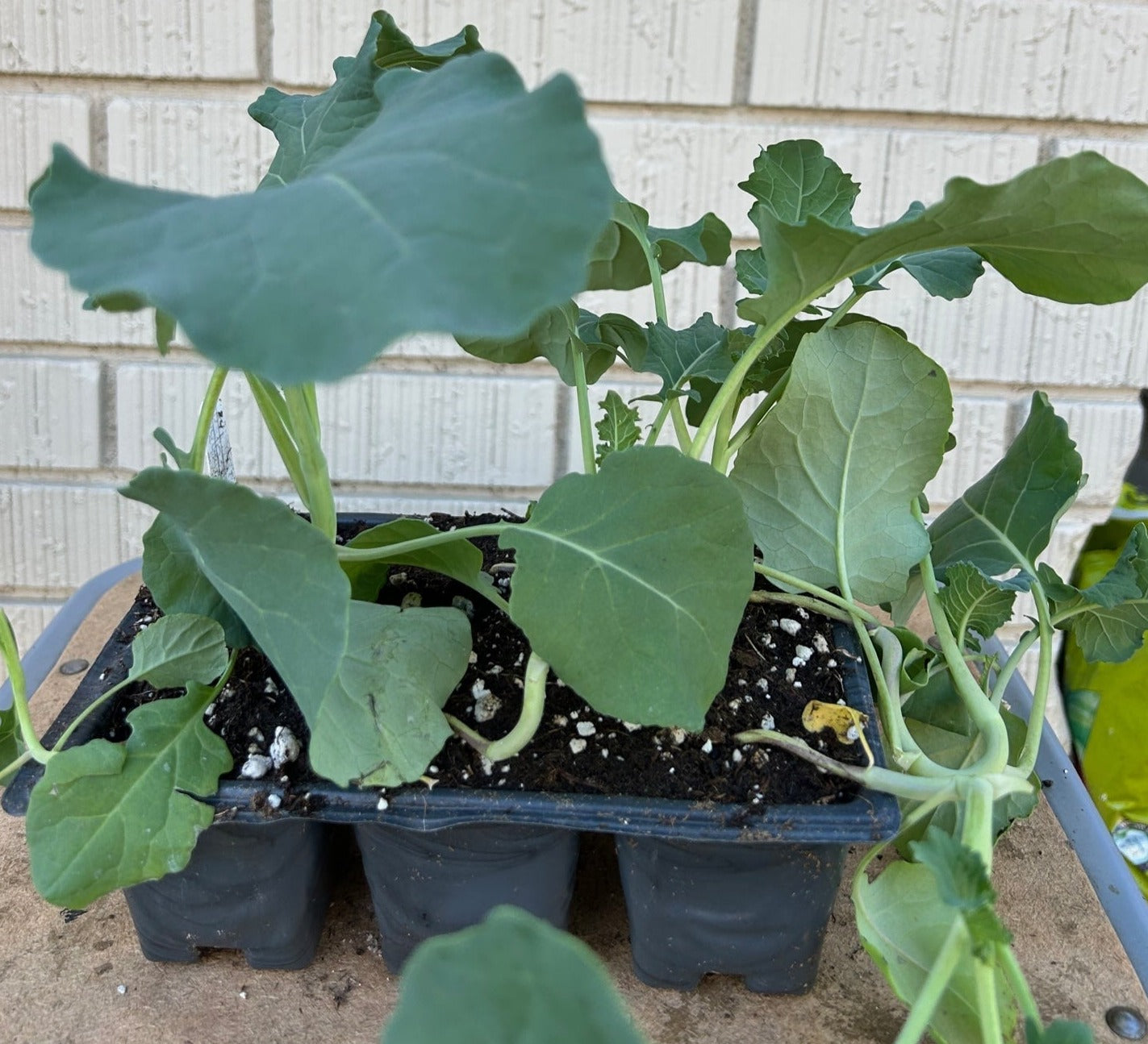 Organic Broccoli-6 pack – Plant Material