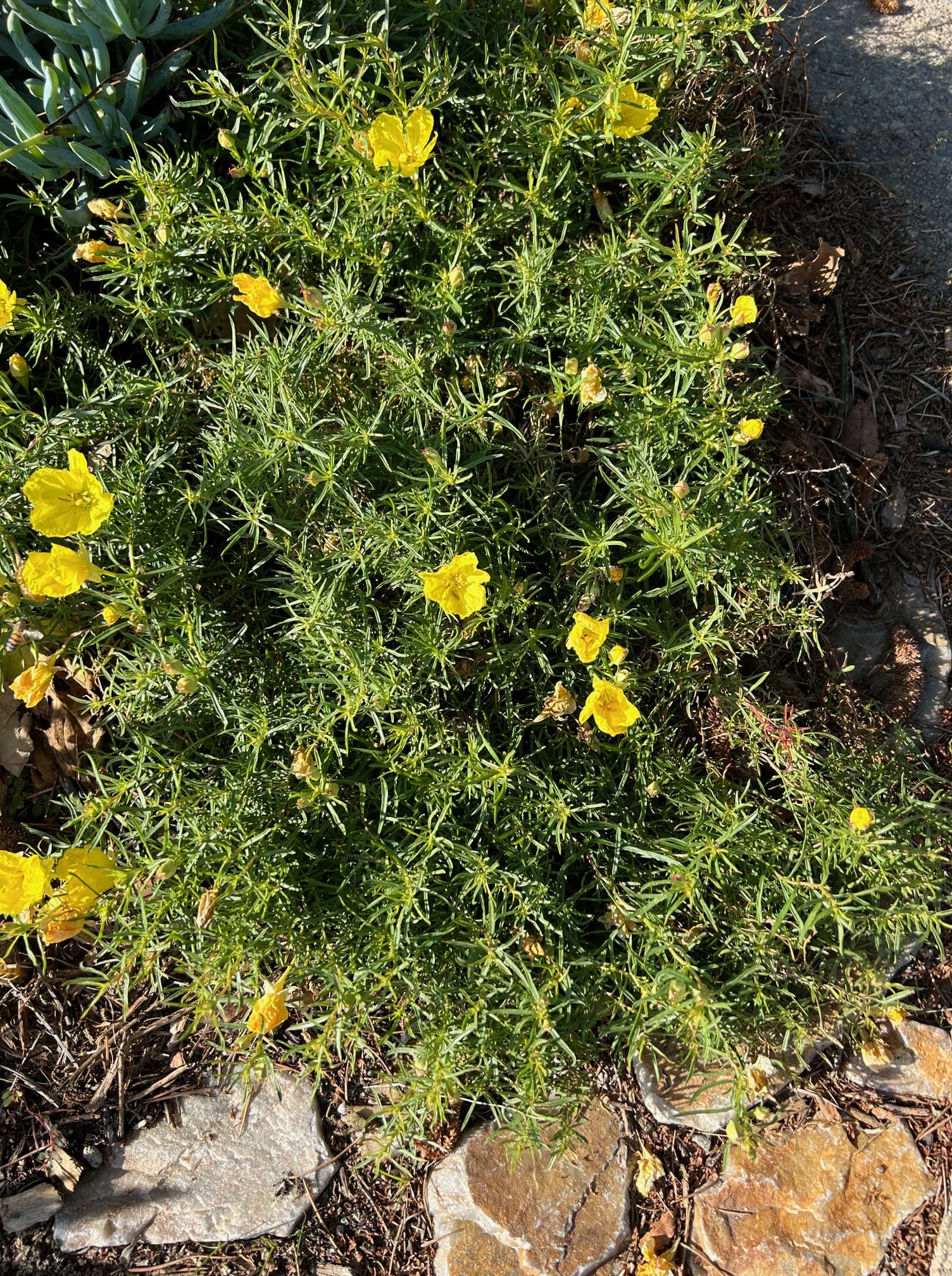 Calylophus drummondii, Sundrops – Plant Material