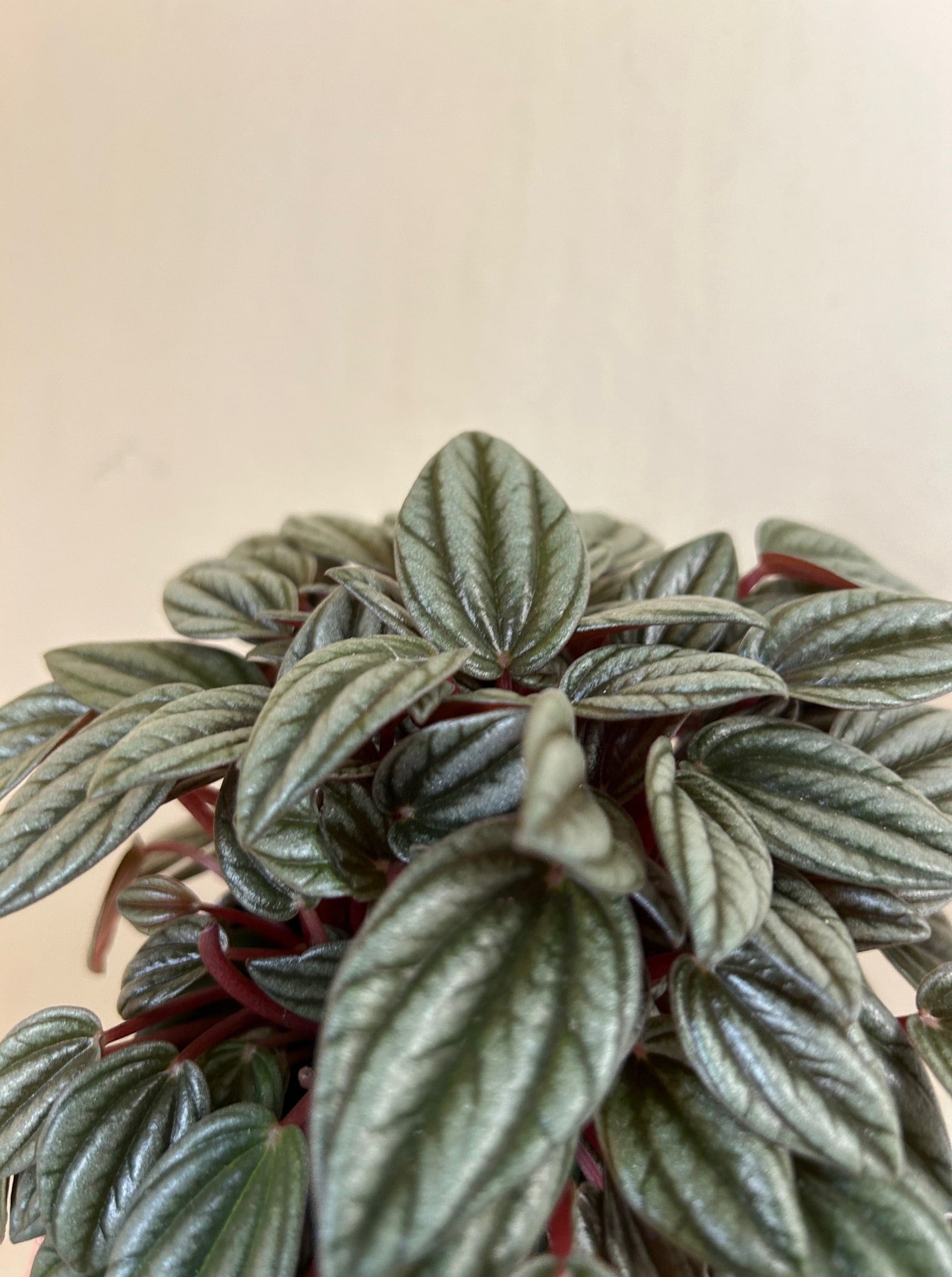 Peperomia San Marino Silver – Plant Material
