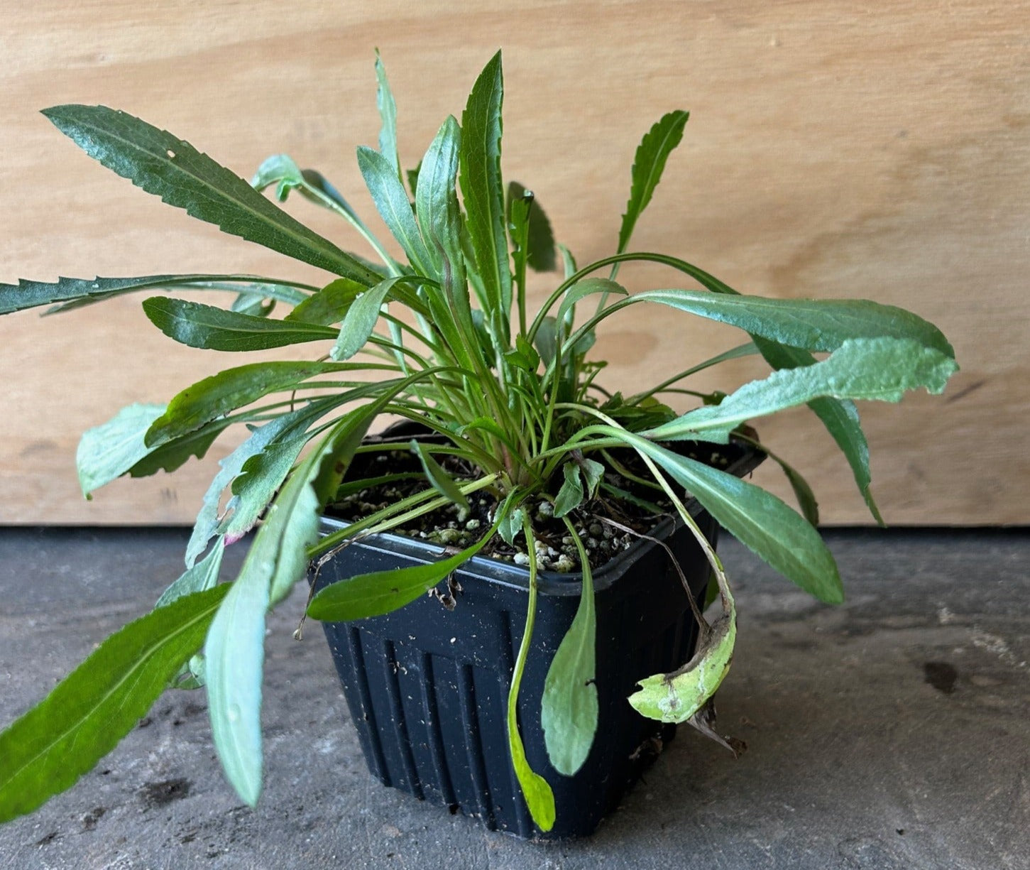 Grindelia stricata, Coastal Gumweed – Plant Material