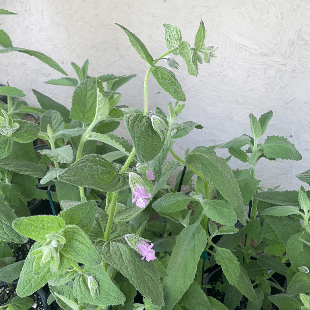Lepechinia fragrans, Pitcher Sage – Plant Material