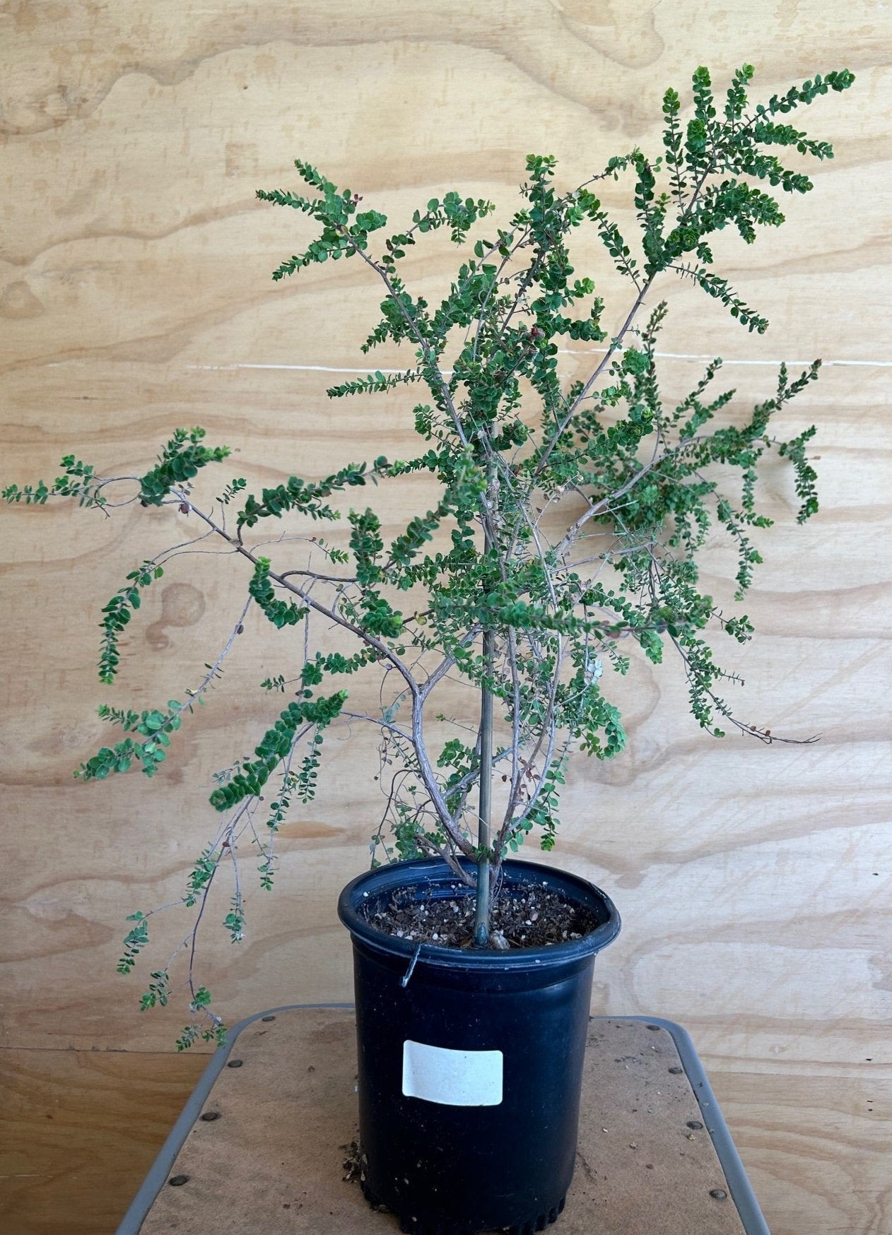 Leptospermum rotundifolium, Round Leaf Tea Tree – Plant Material