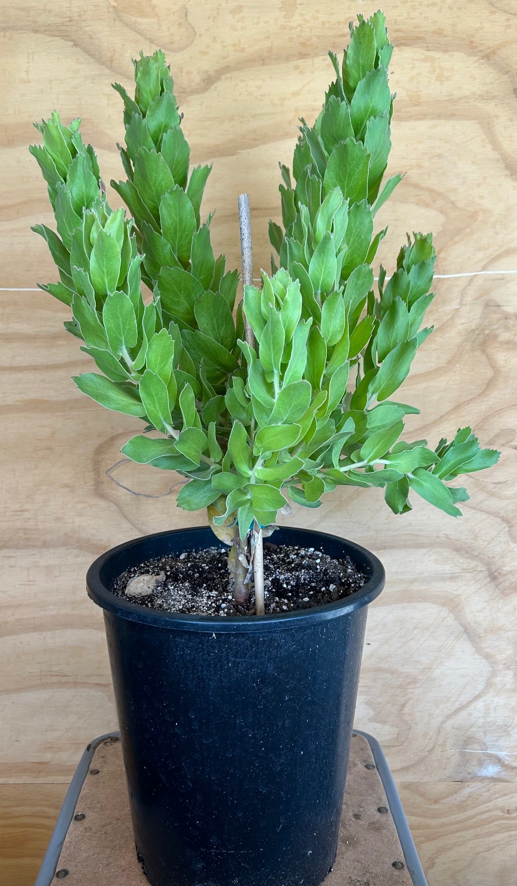 Leucospermum Patersonii Brothers, Gary's Brothers Pincushion – Plant ...
