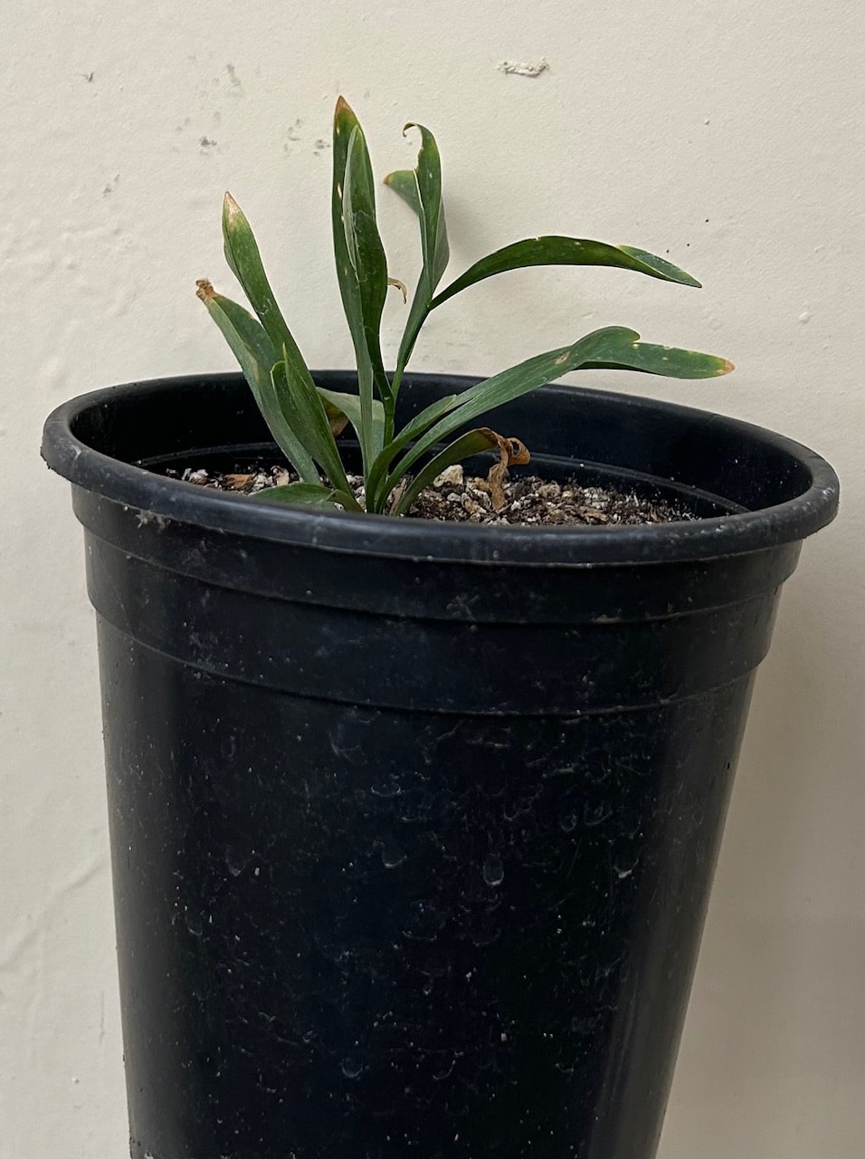Lilium parvum crocatum, Fairy Lily – Plant Material