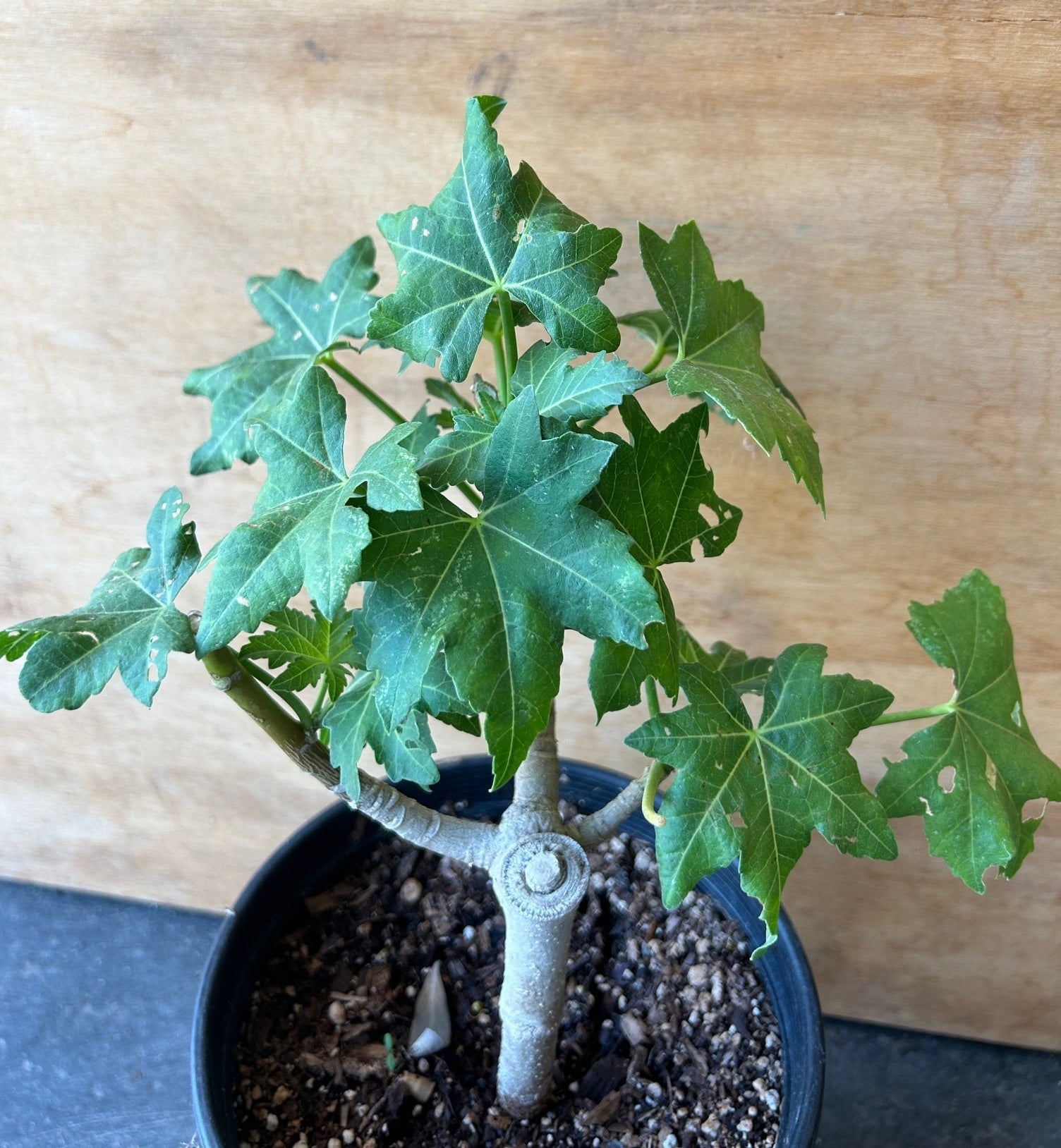 Malva 'Purisima' , Purisima Tree Mallow – Plant Material