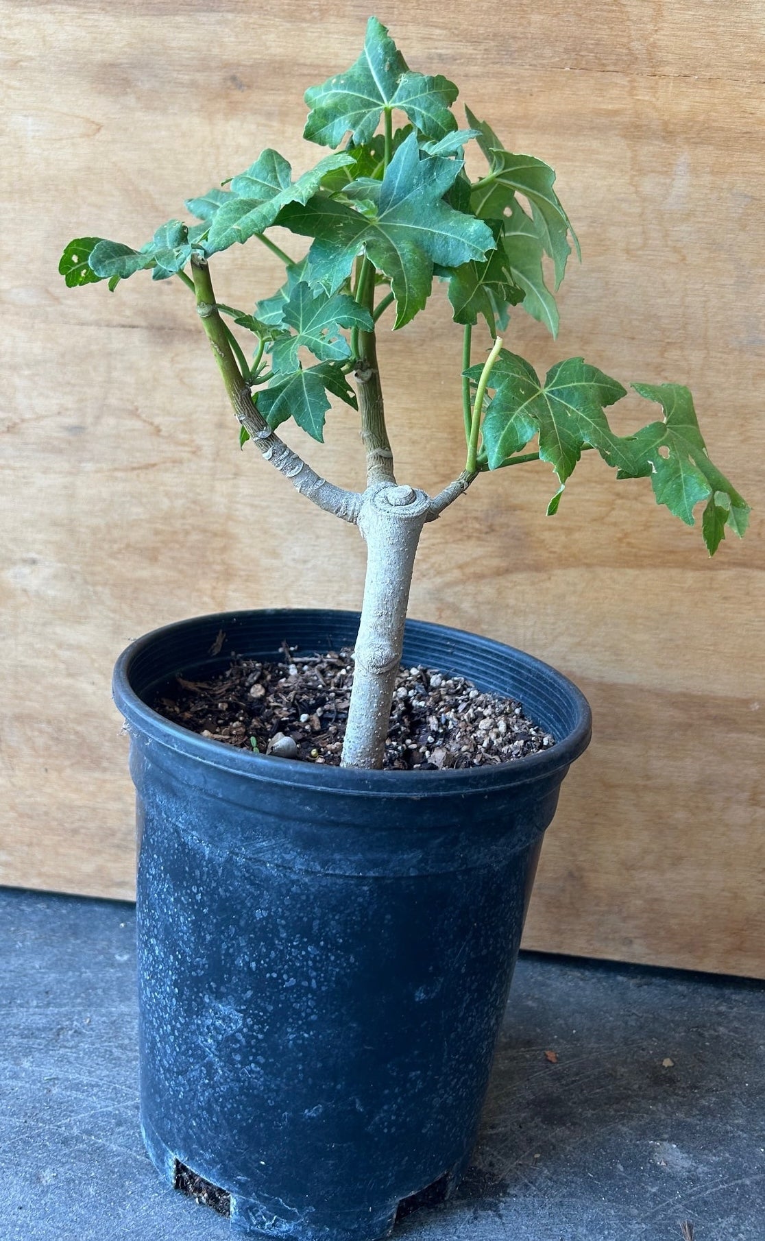 Malva 'Purisima' , Purisima Tree Mallow – Plant Material