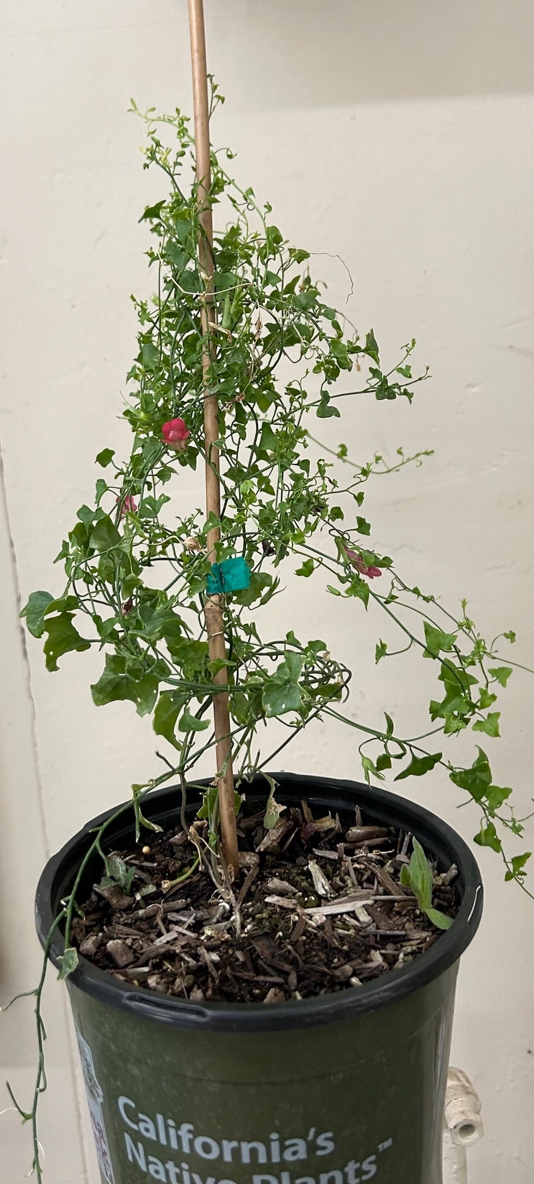 Maurandella antirrhiniflora, Roving Sailor – Plant Material