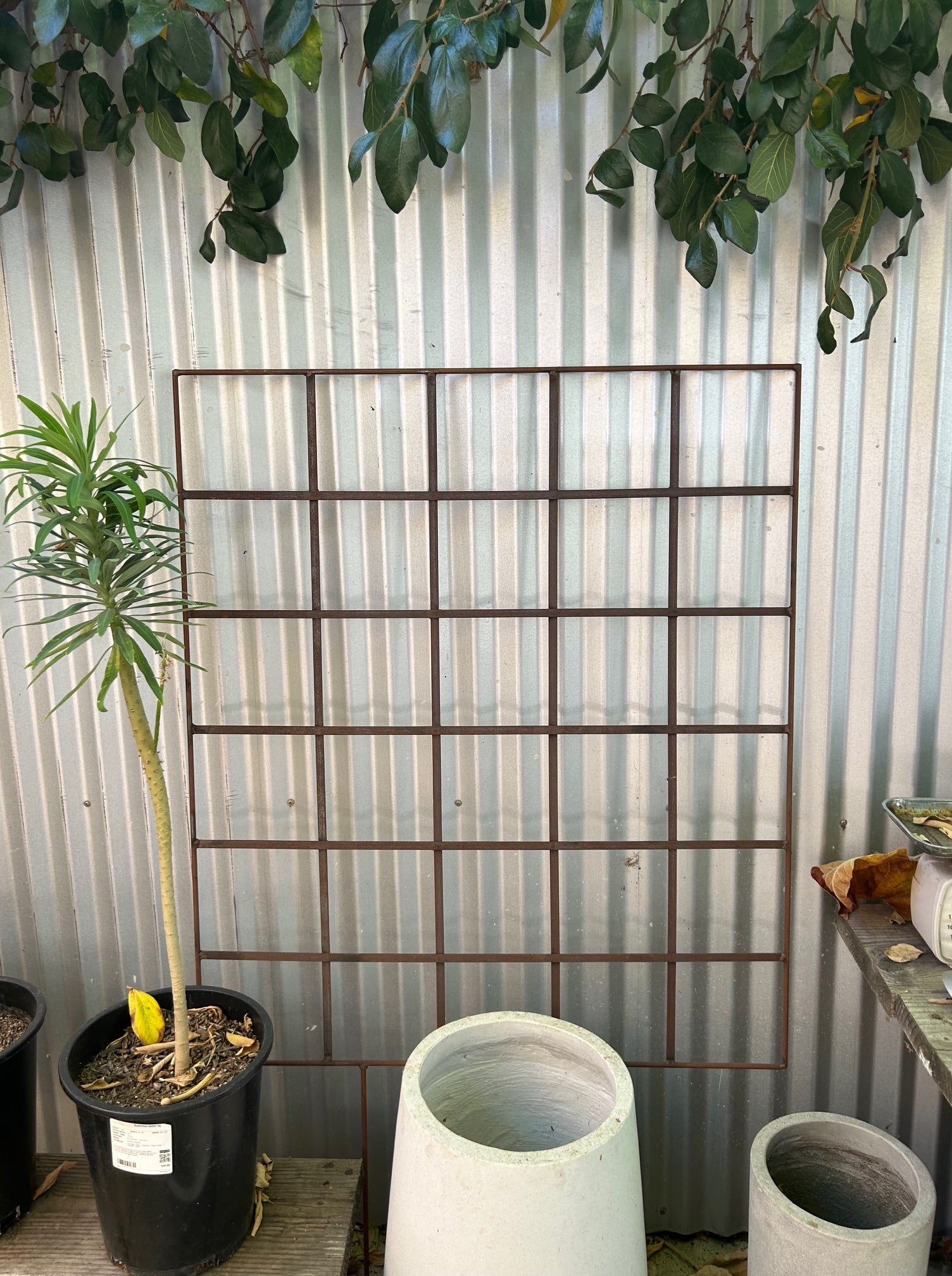 Metal Trellis – Plant Material