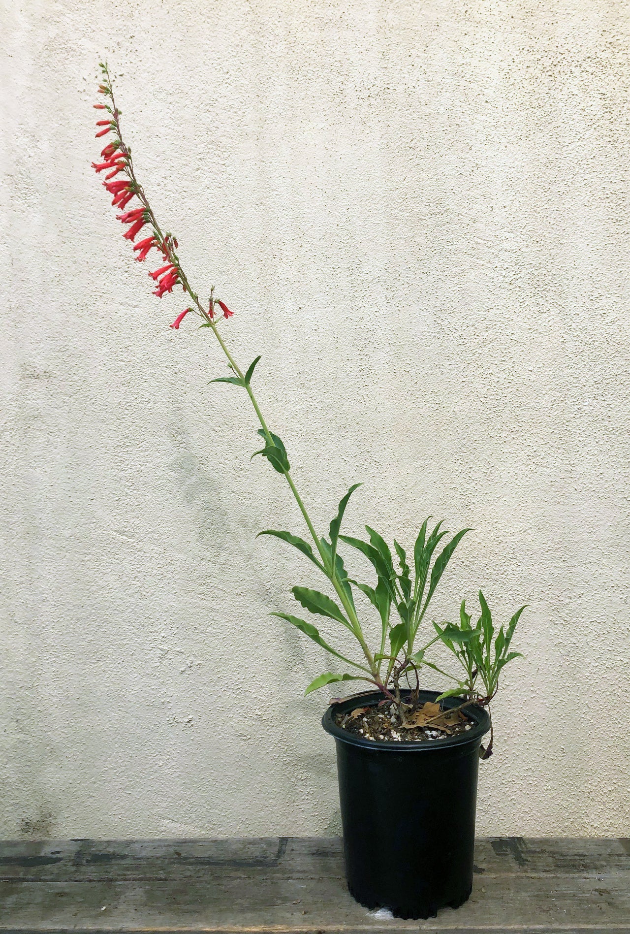 Penstemon eatonii, Eaton's Firecracker – Plant Material