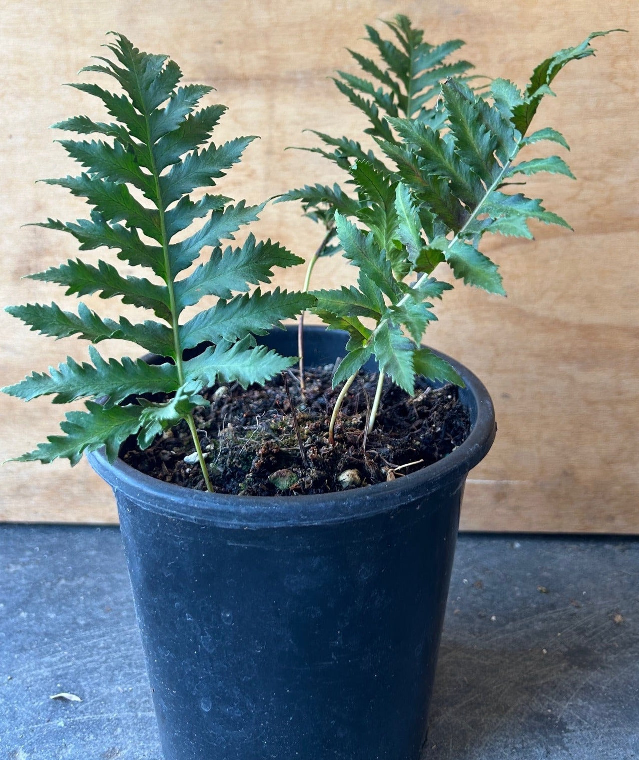 Polypodium californicum 'Sarah Lyman' – Plant Material