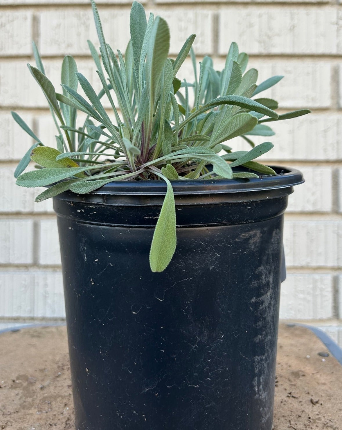 Salvia sonomensis, Creeping Sage – Plant Material