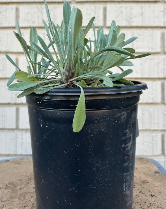 Salvia sonomensis, Creeping Sage – Plant Material