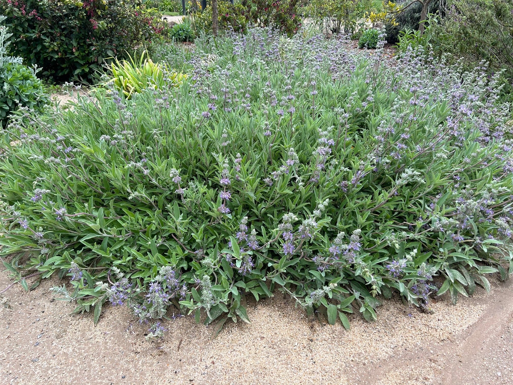 Salvia leucophylla ‘Bees Bliss’ , Creeping Sage – Plant Material
