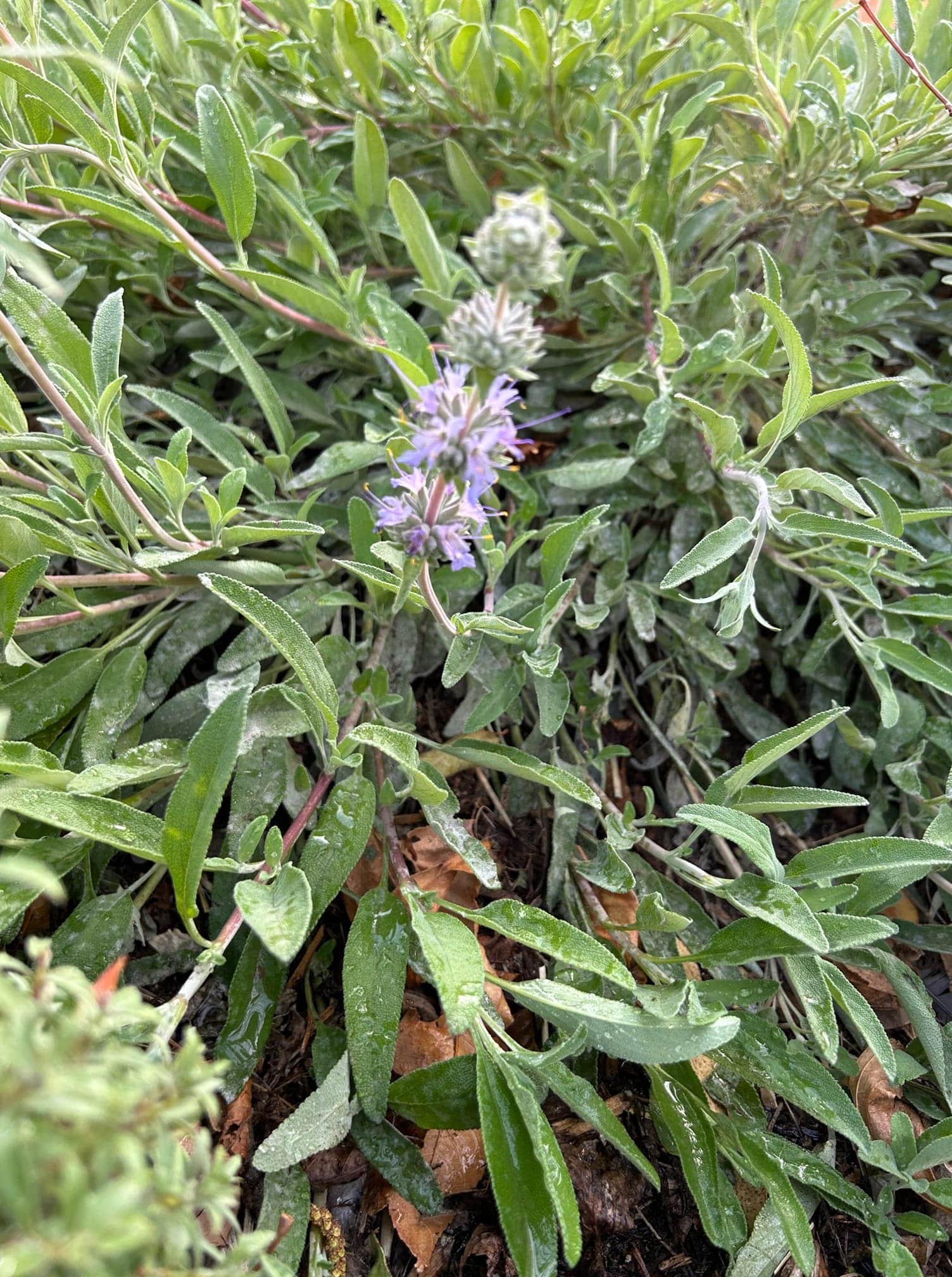 Salvia leucophylla ‘Bees Bliss’ , Creeping Sage – Plant Material