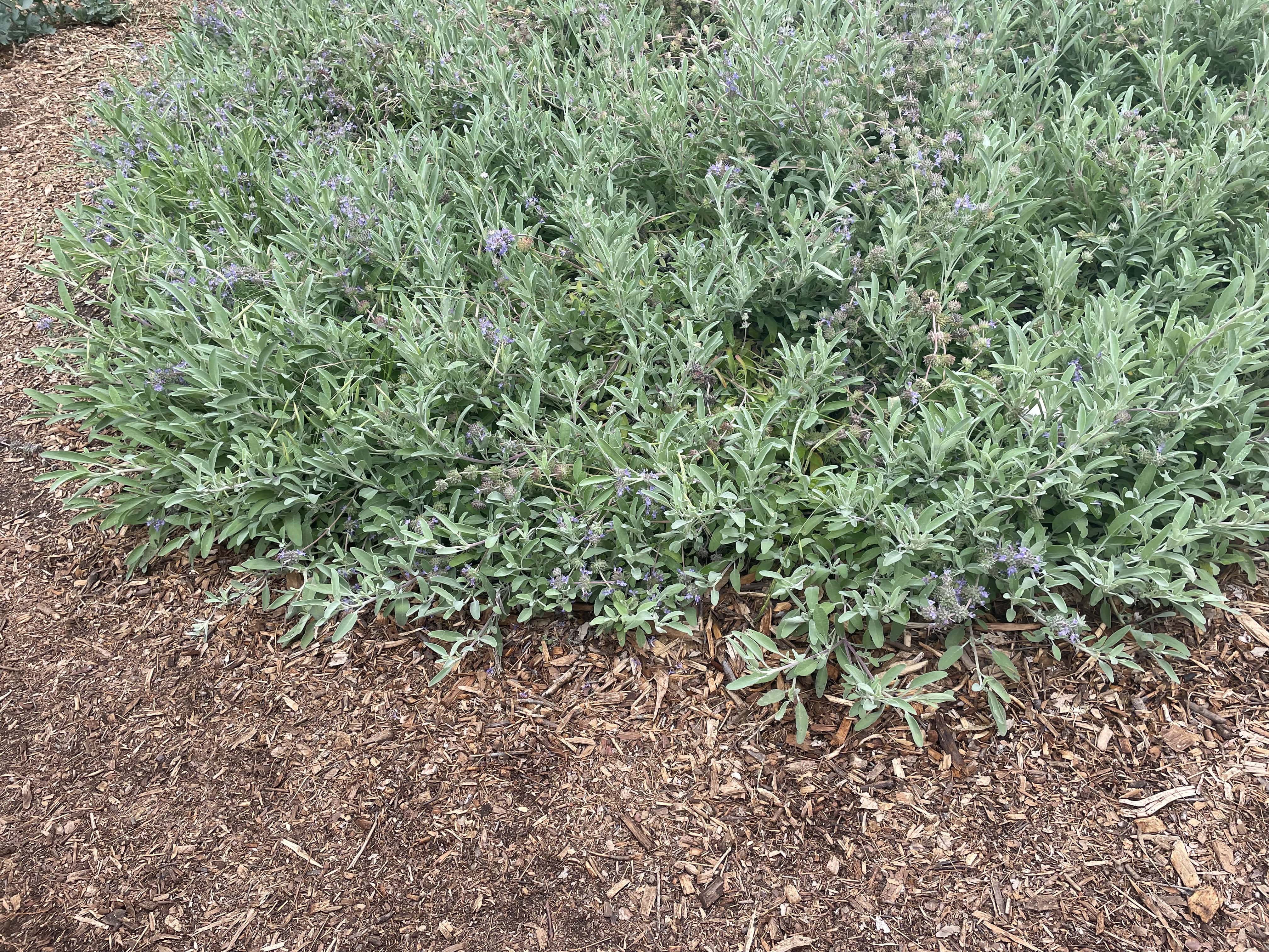 Salvia leucophylla ‘Bees Bliss’ , Creeping Sage – Plant Material