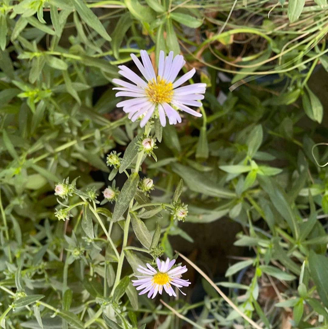 Symphyotrichum chilense, Pacific Aster – Plant Material