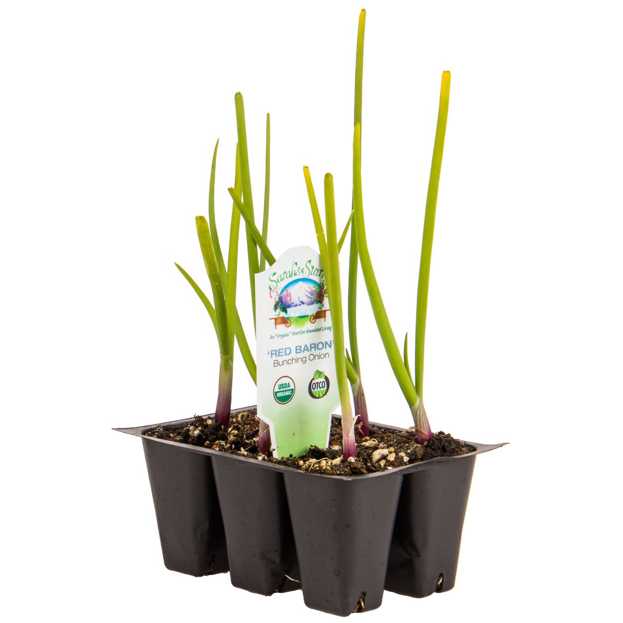 Organic Red Baron Onions – Plant Material