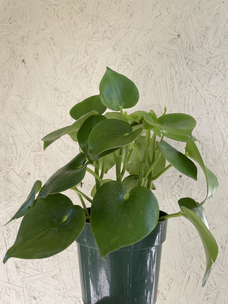 Peperomia Owl Eye – Plant Material