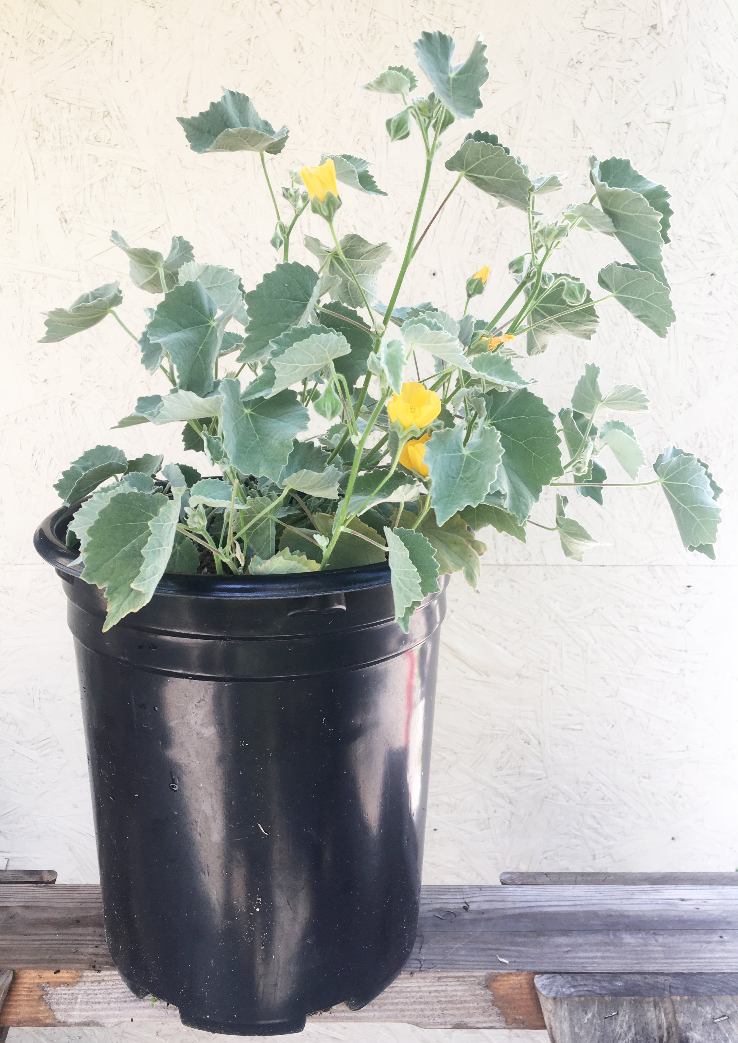 Abutilon palmeri, Palmer’s Mallow – Plant Material