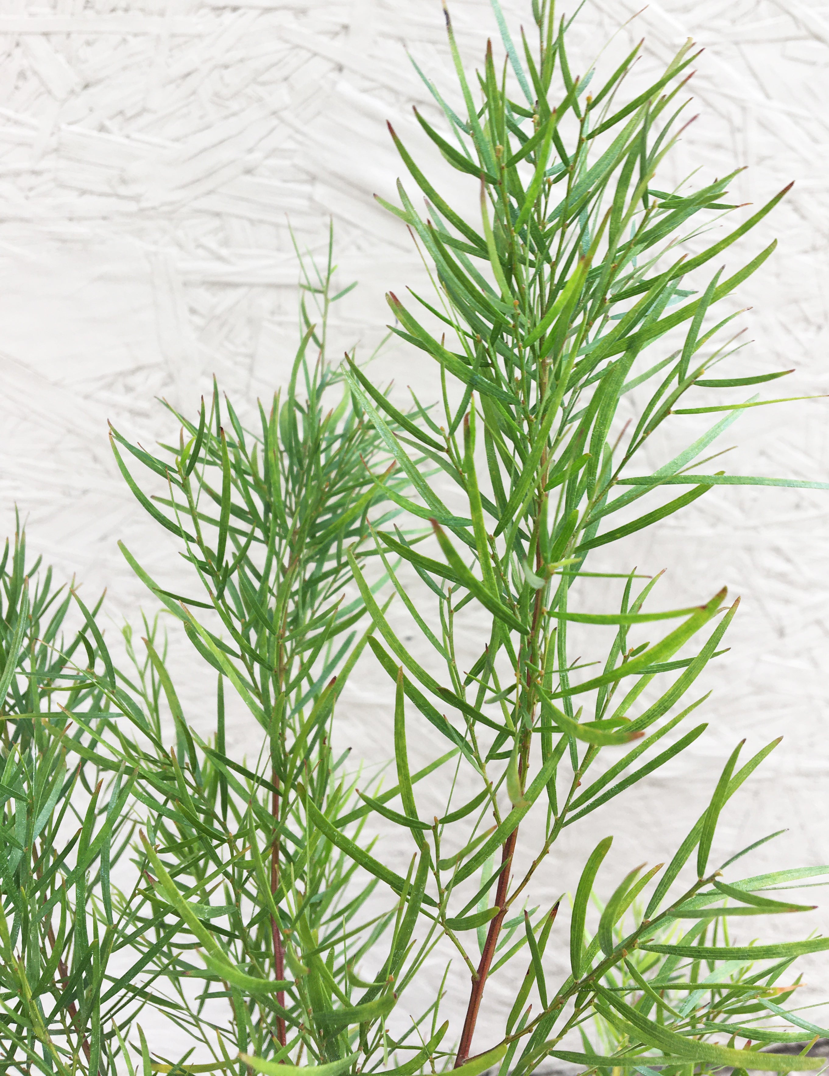 Acacia 'cousin itt' – Plant Material