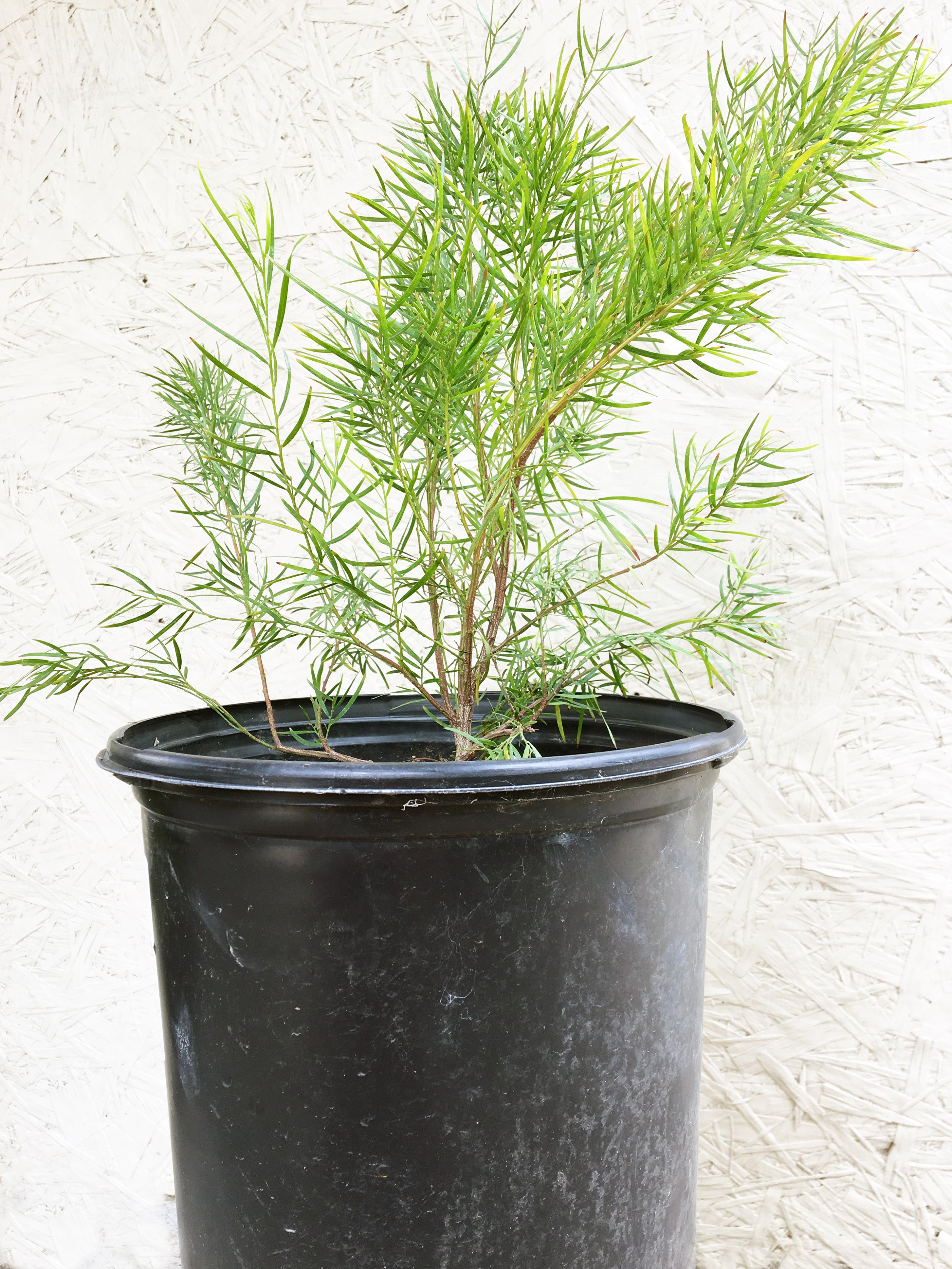 Acacia 'cousin itt' – Plant Material