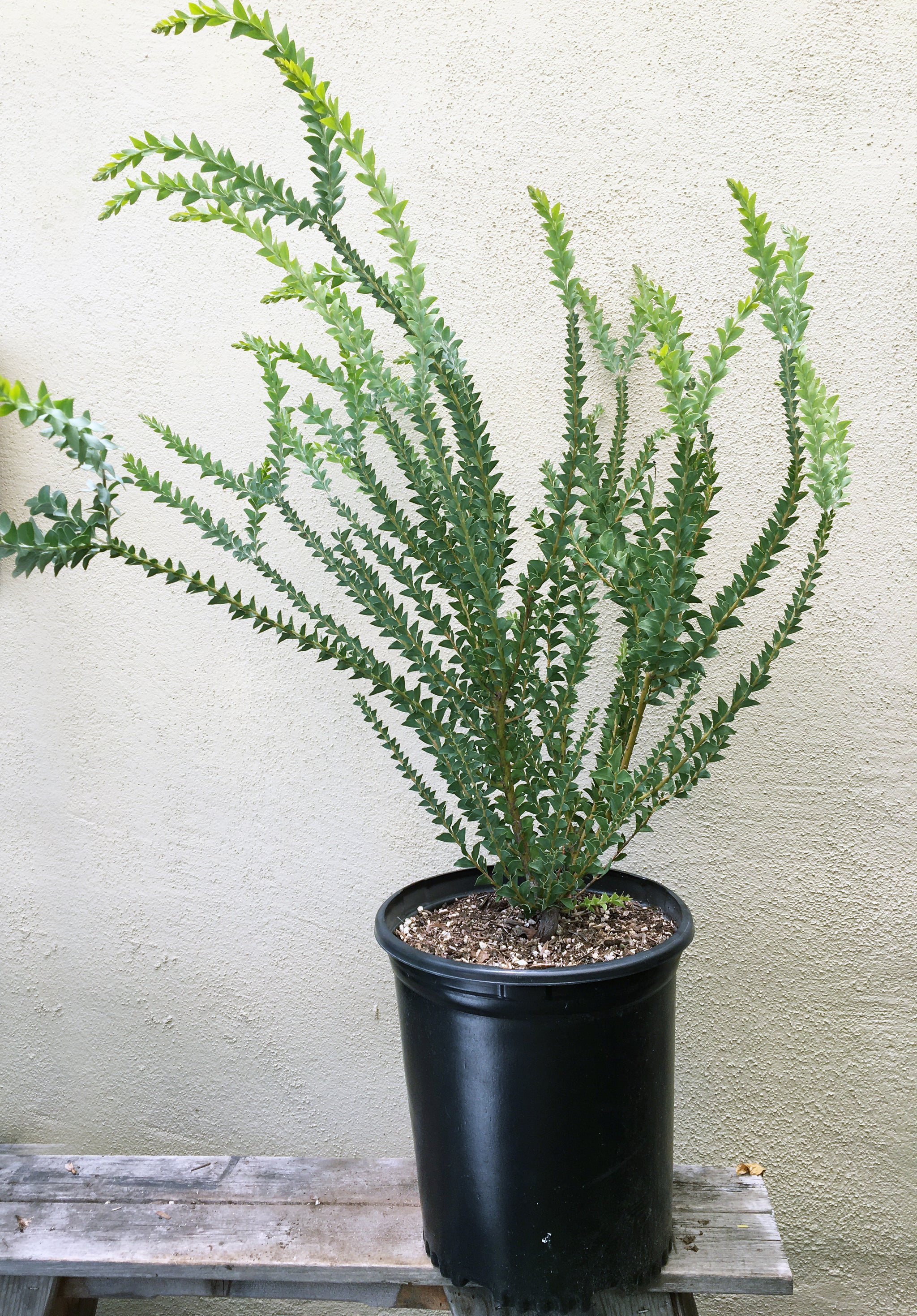 Acacia cultriformis (knifeleaf acacia) – Plant Material