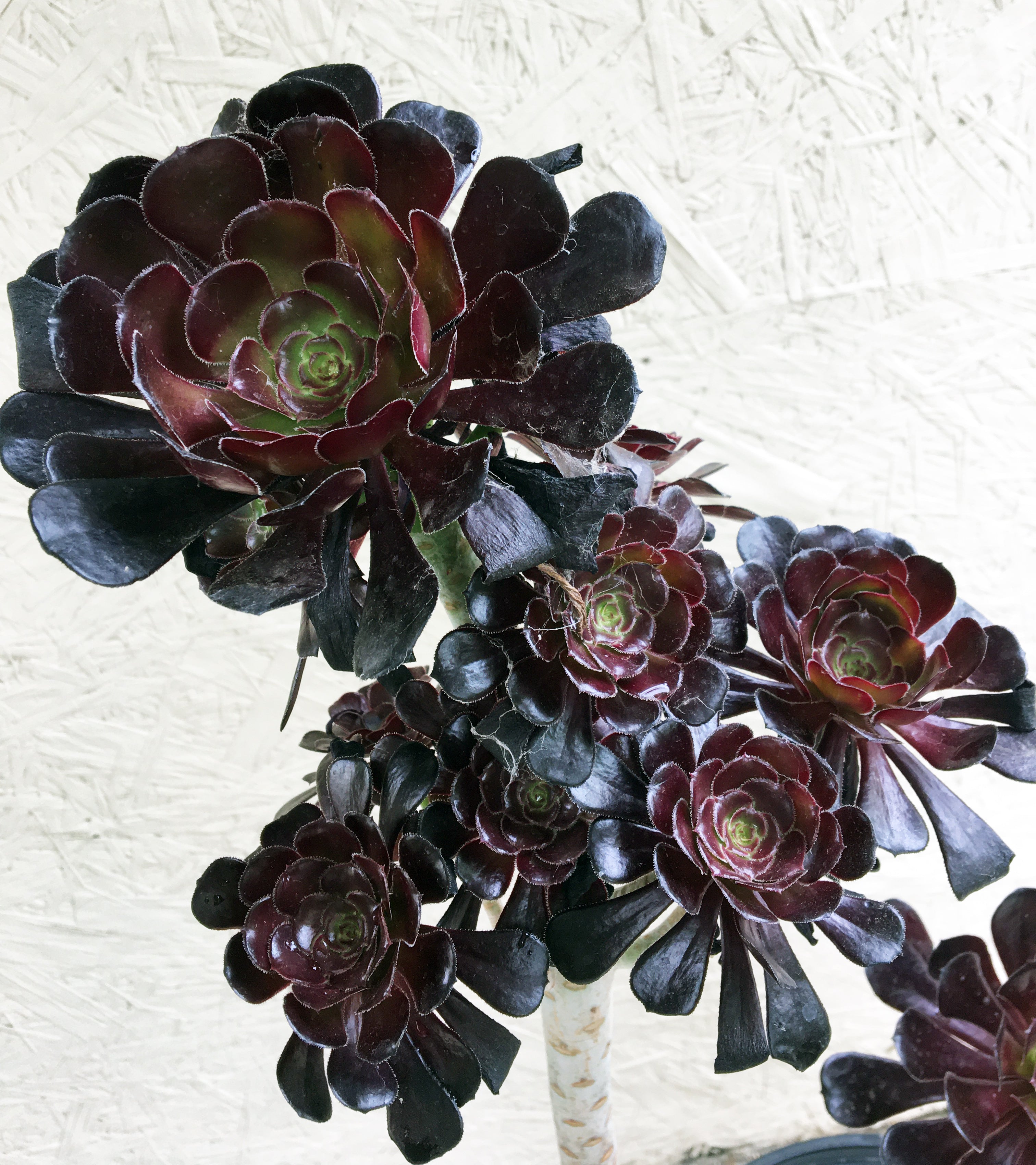 Aeonium atropurpureum Black – Plant Material