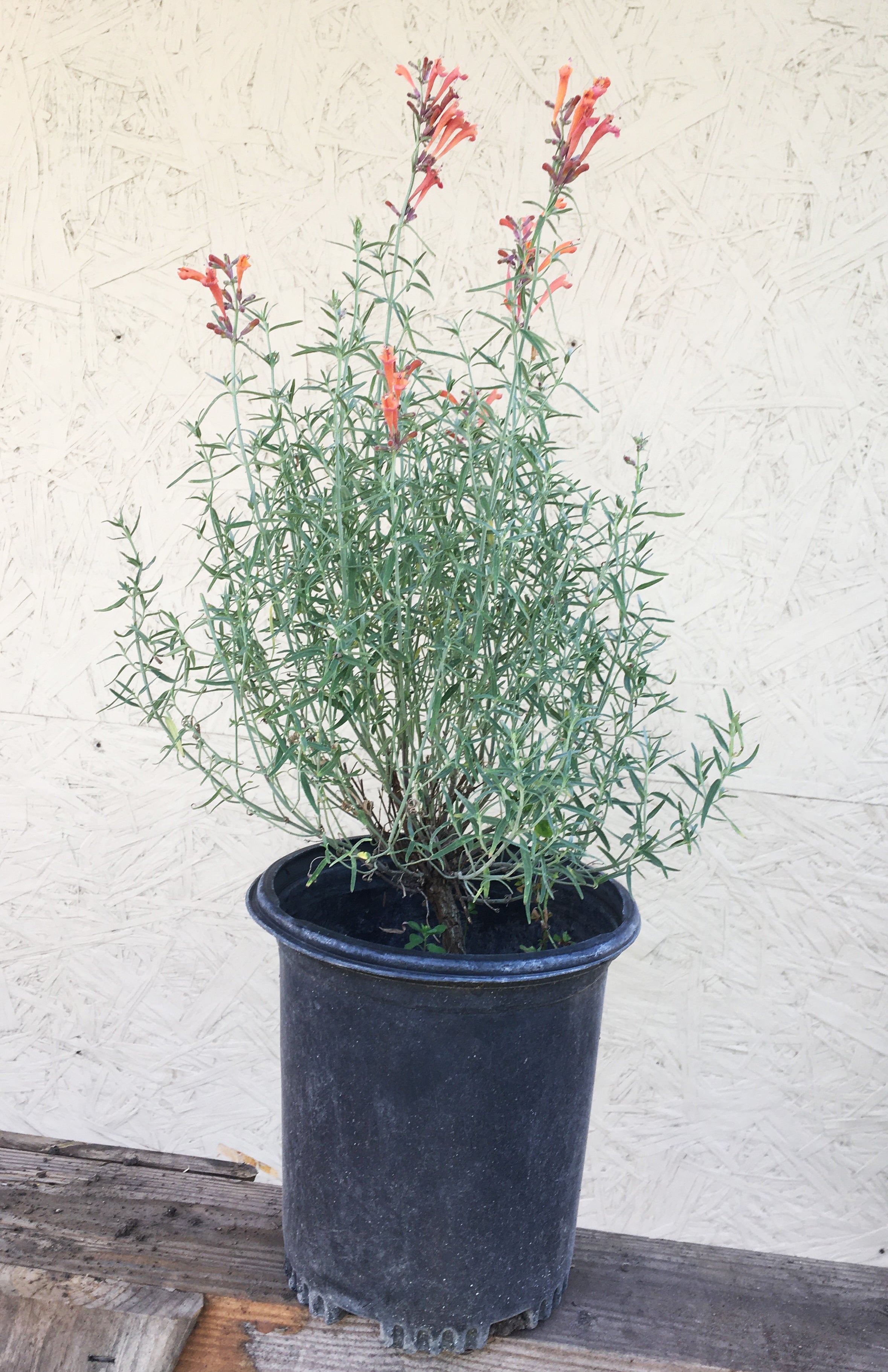 Agastache Rupestris Agastache Rupestris 'Apache Sunset'