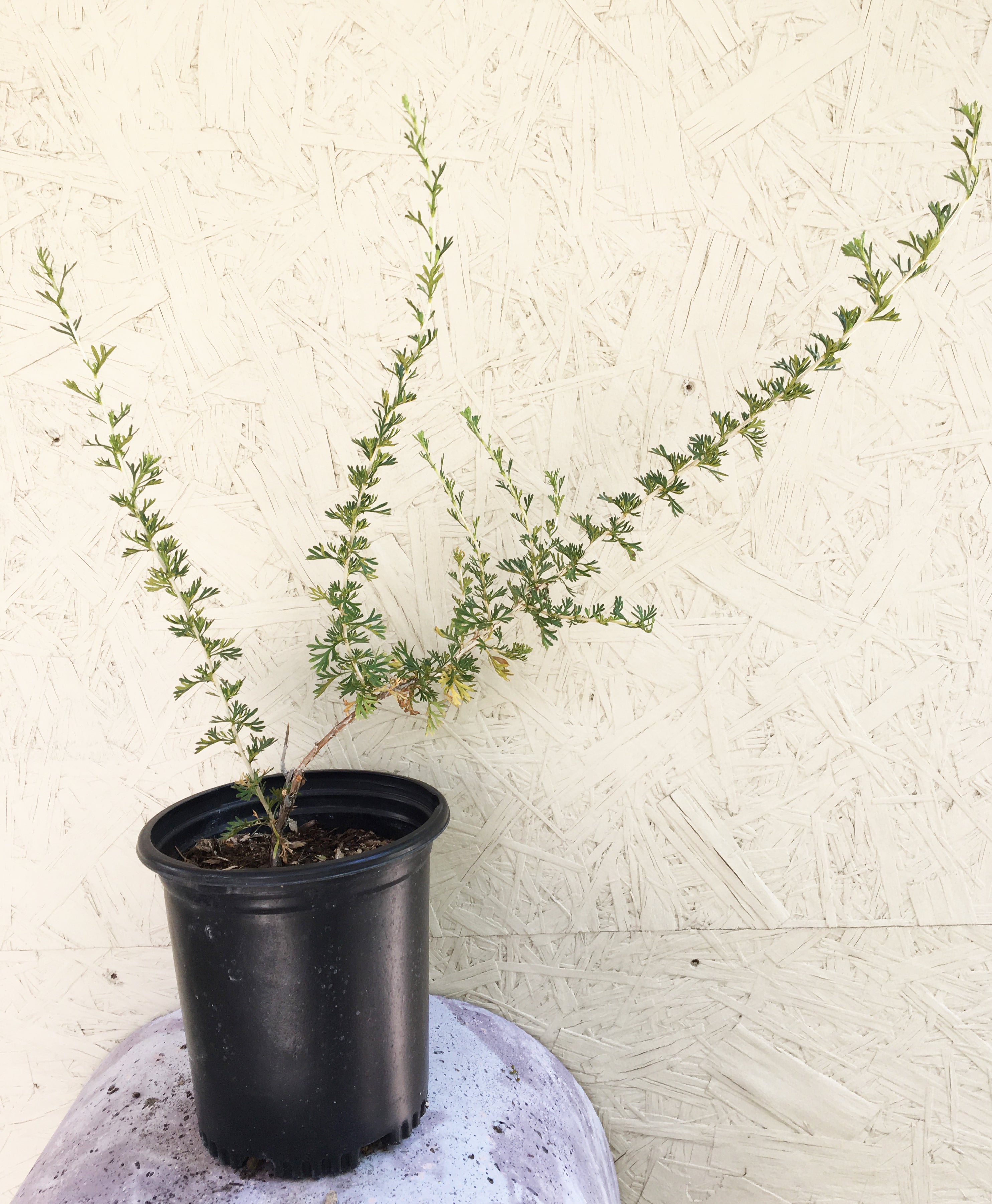 Fallugia paradoxa (apache plume) – Plant Material