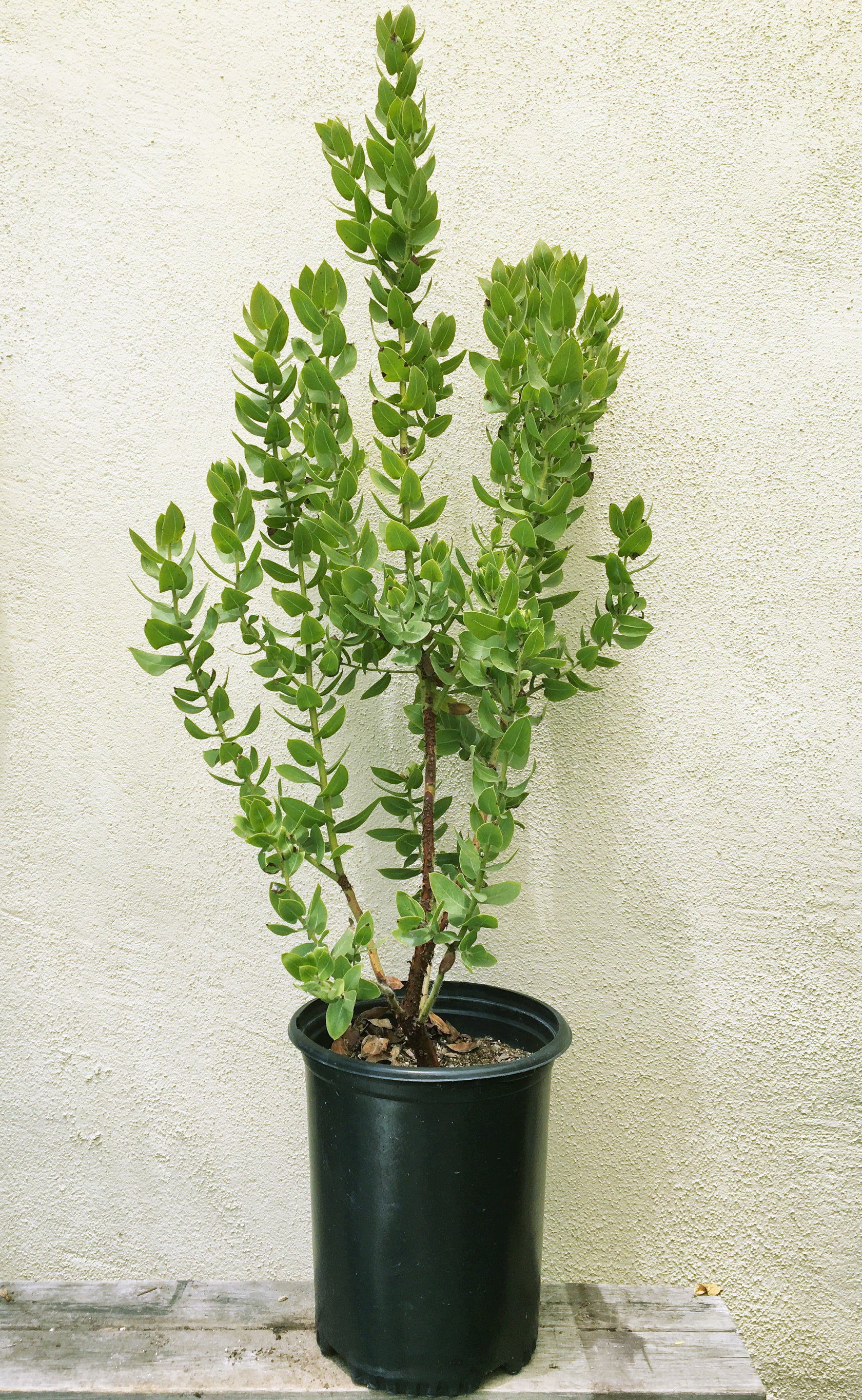 Arctostaphylos refugioensis (Refugio manzanita) – Plant Material